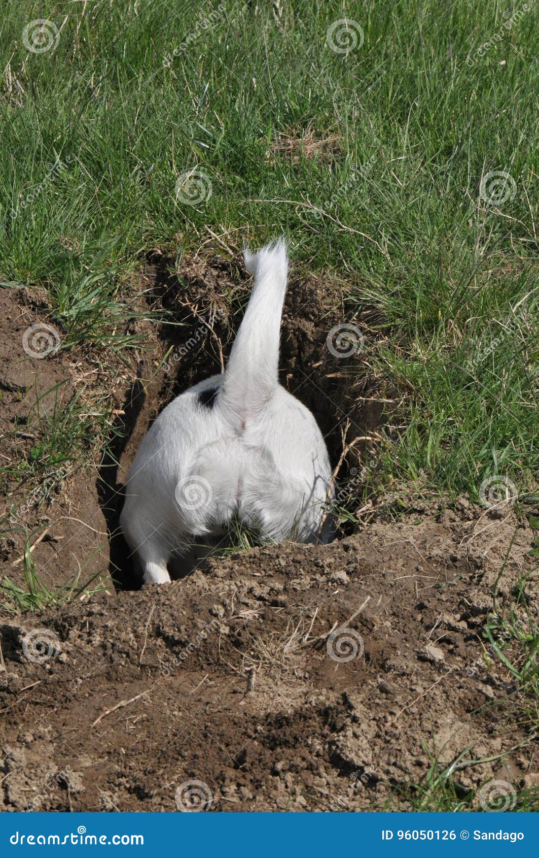 Dog digging a hole stock photo. Image of digging, backyard - 96050126