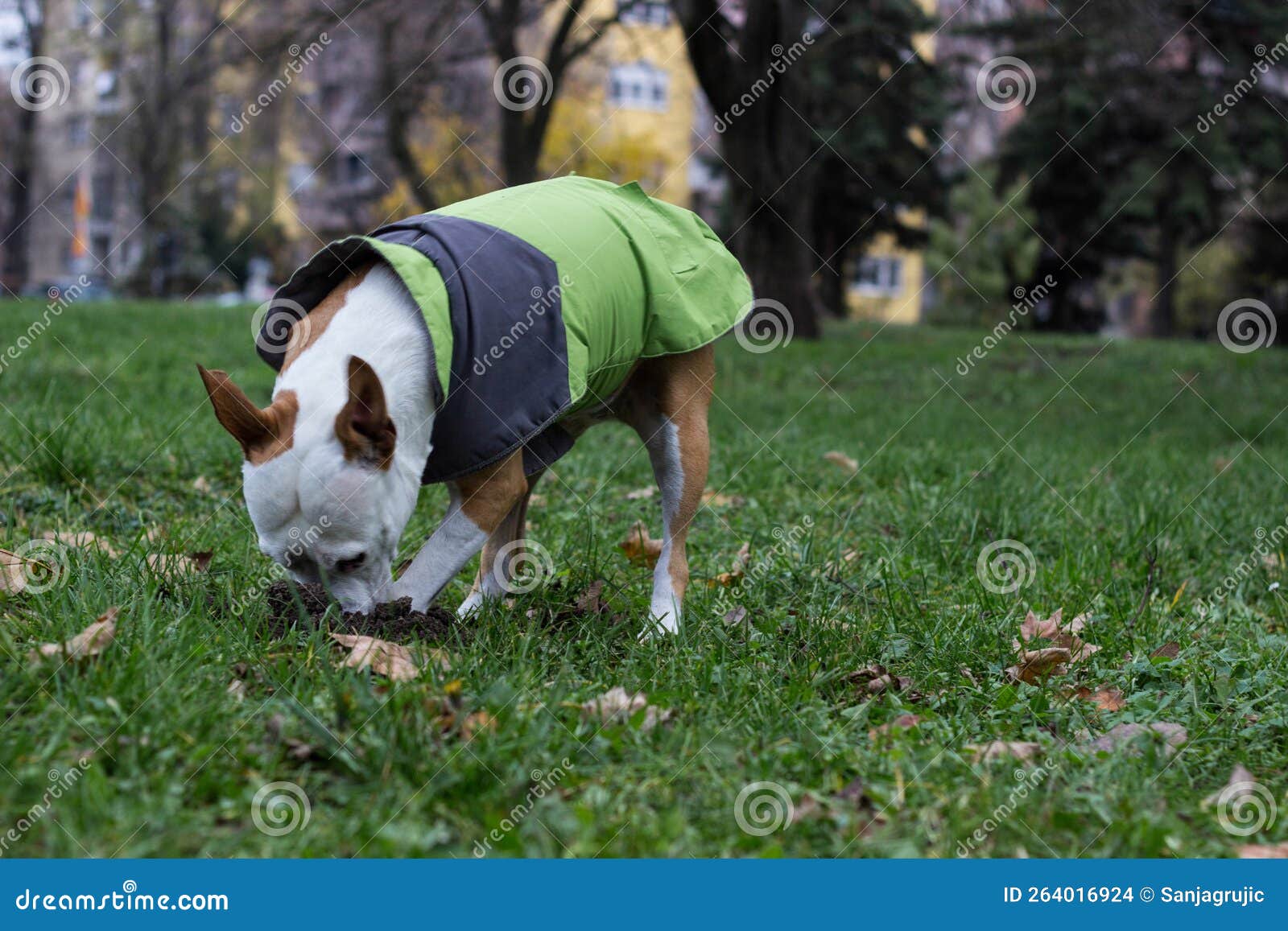 Dog Digging a Hole on the Ground Stock Photo - Image of hiding, bone ...