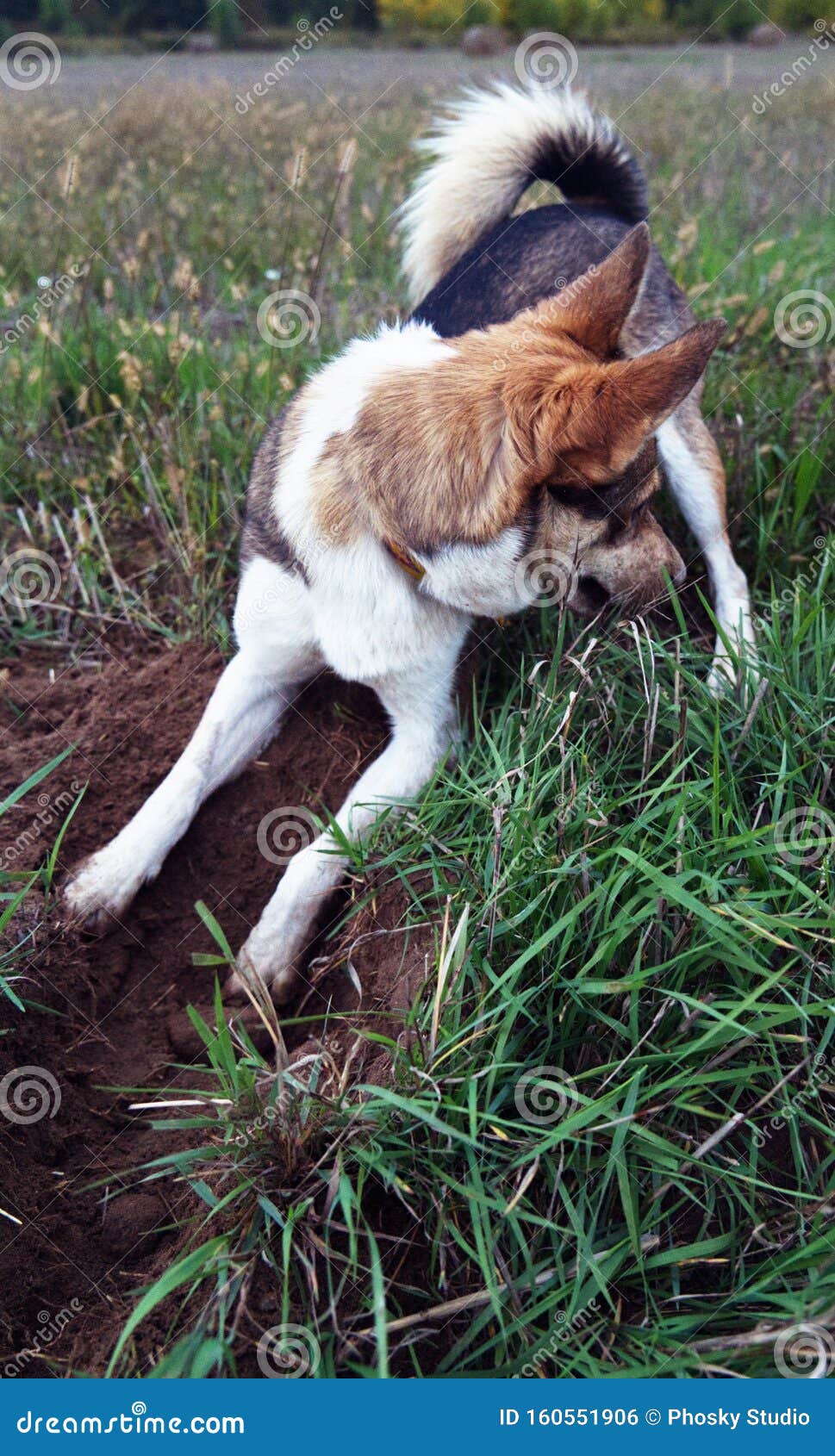Dog Digging a Hole in the Ground. Stock Photo - Image of puppy ...