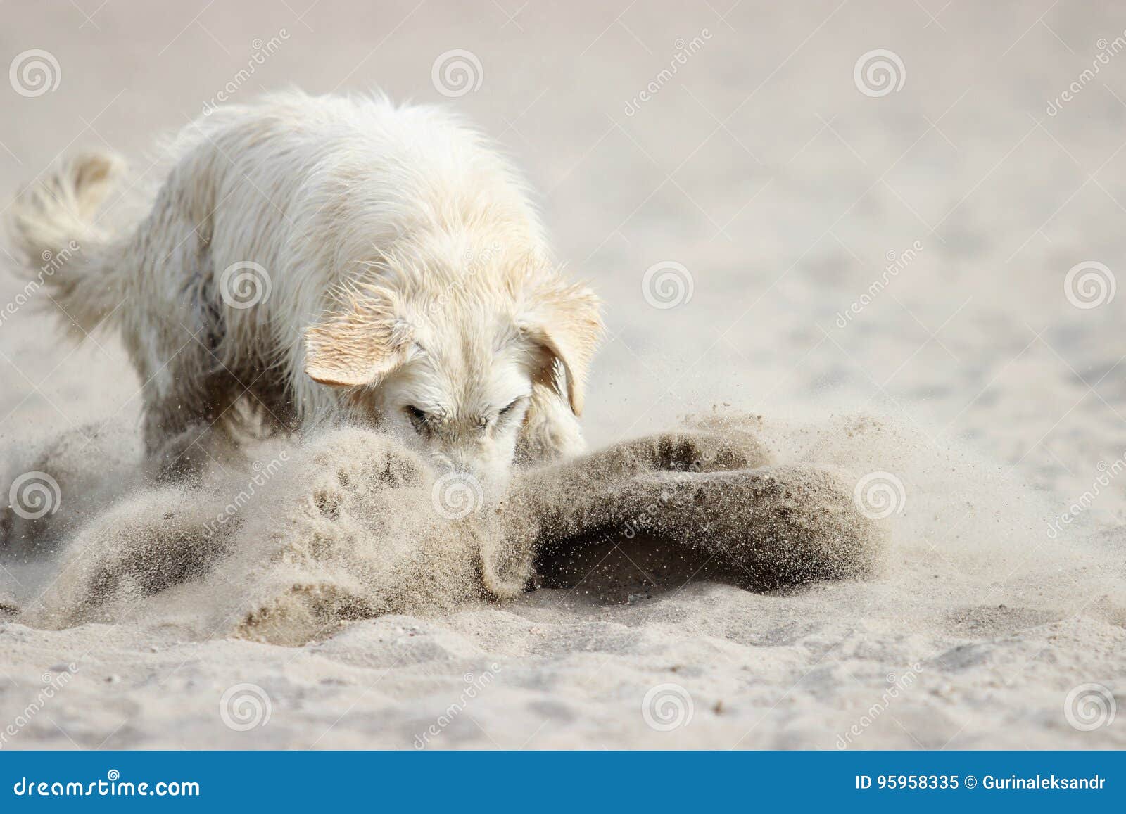 Dog is digging sand stock image. Image of beach, canine - 95958335