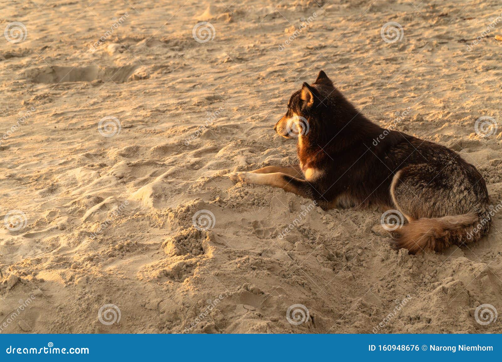 Dog Digging Sand Stock Photos - Download 647 Royalty Free Photos