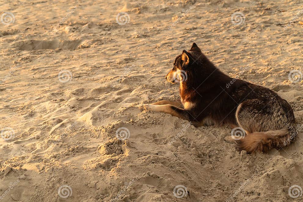 A Dog Digging in the Sand on the Beach Stock Photo - Image of outdoor ...