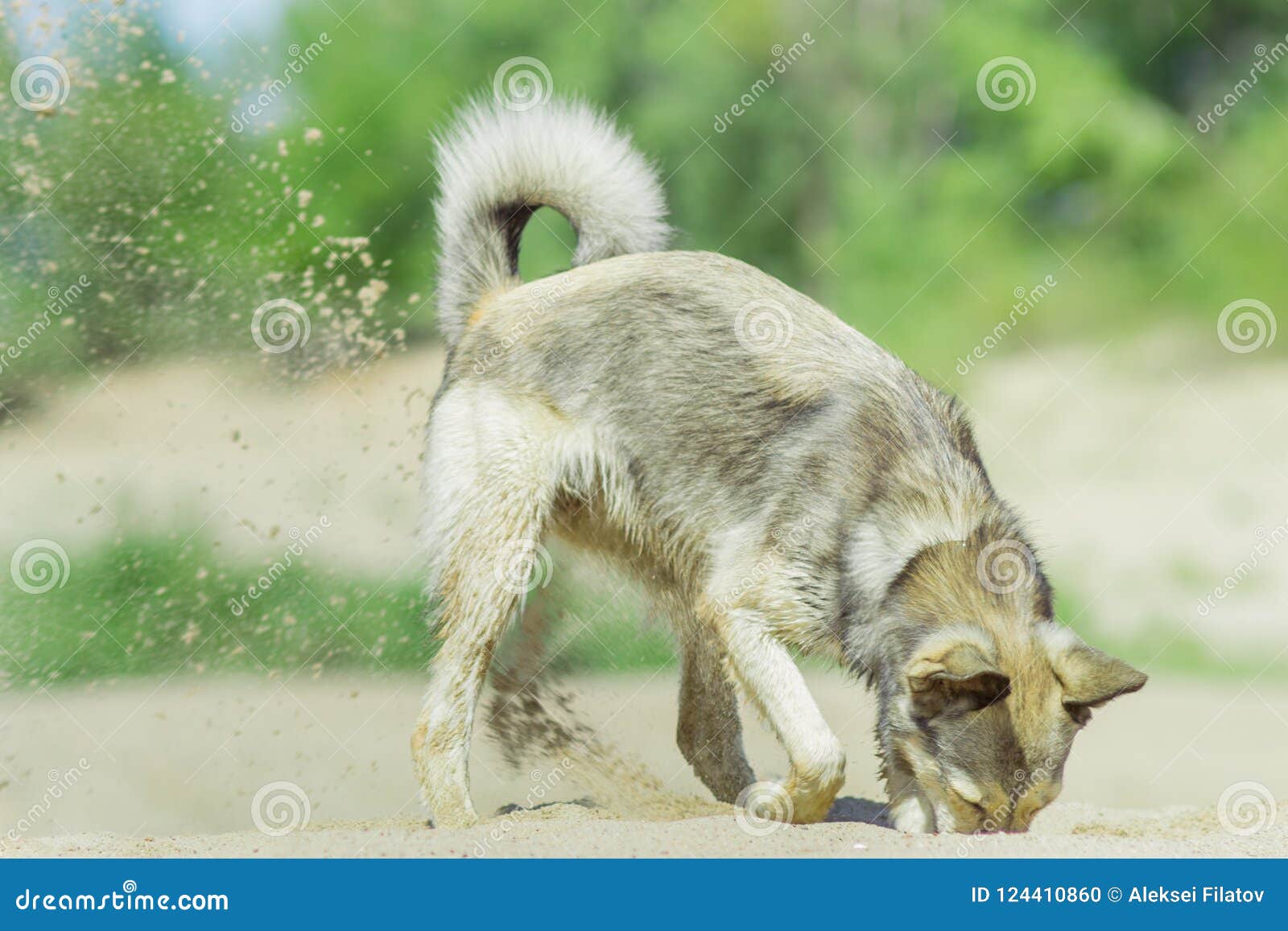 Dog digging in the sand stock photo. Image of digging - 124410860