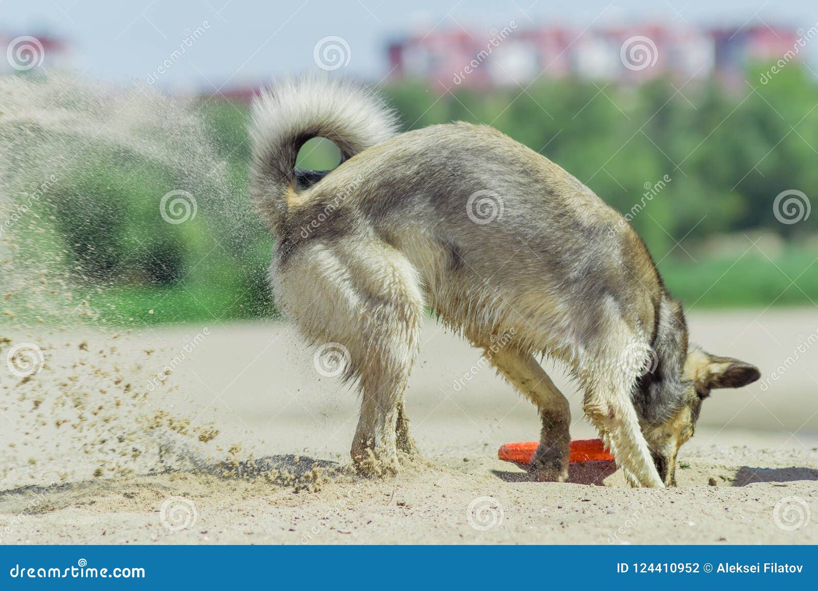 Dog digging in the sand stock photo. Image of terrier - 124410952