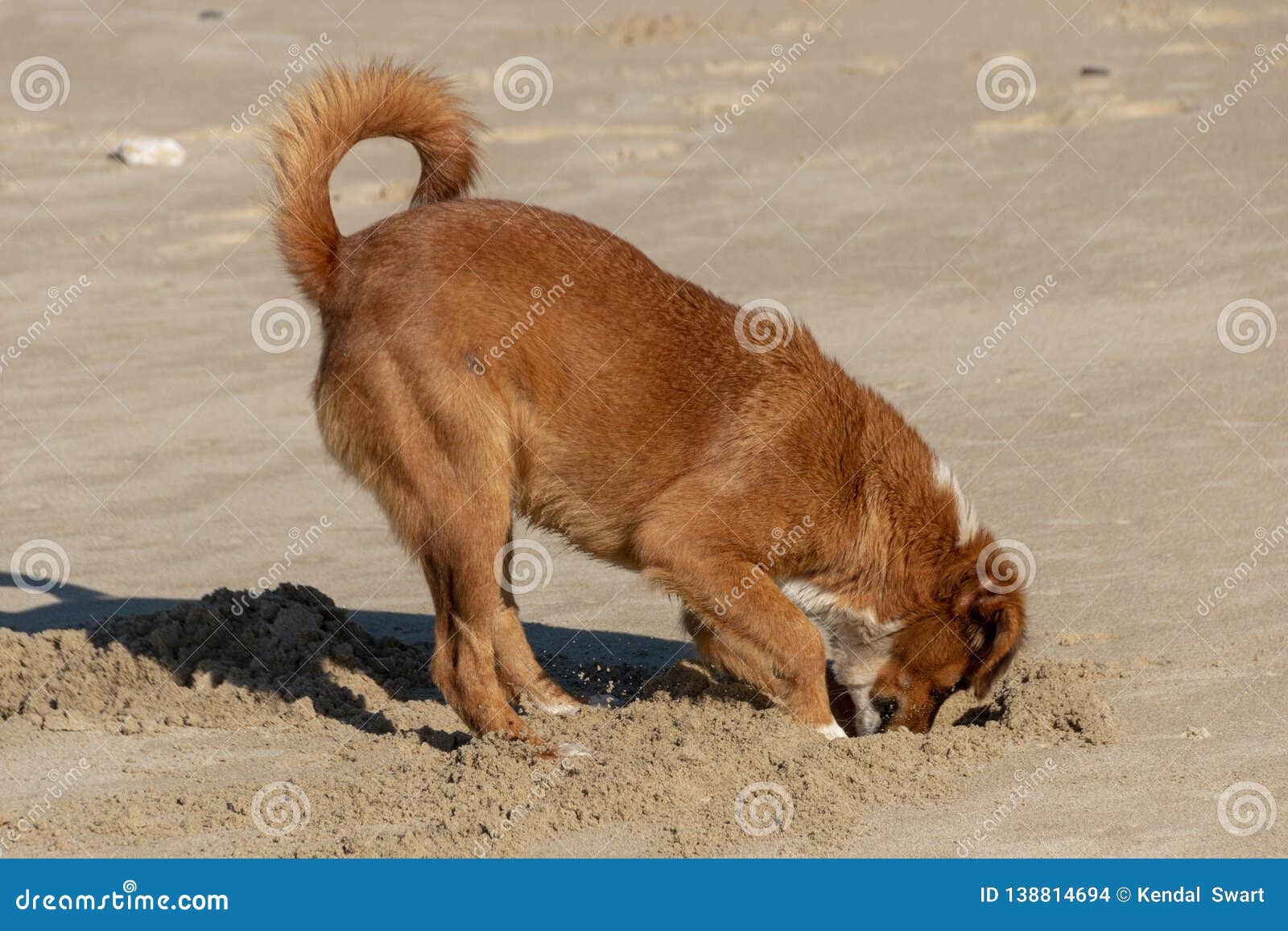 A dog digging in the sand stock photo. Image of pattern - 138814694