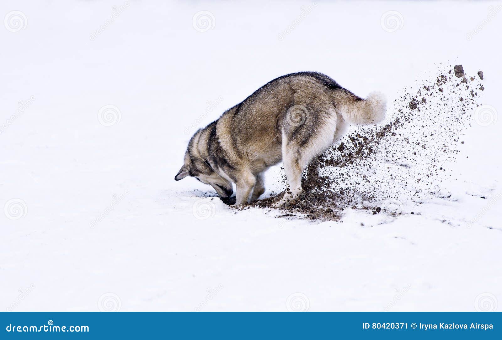 Dog digging in snow stock image. Image of tail, white - 80420371