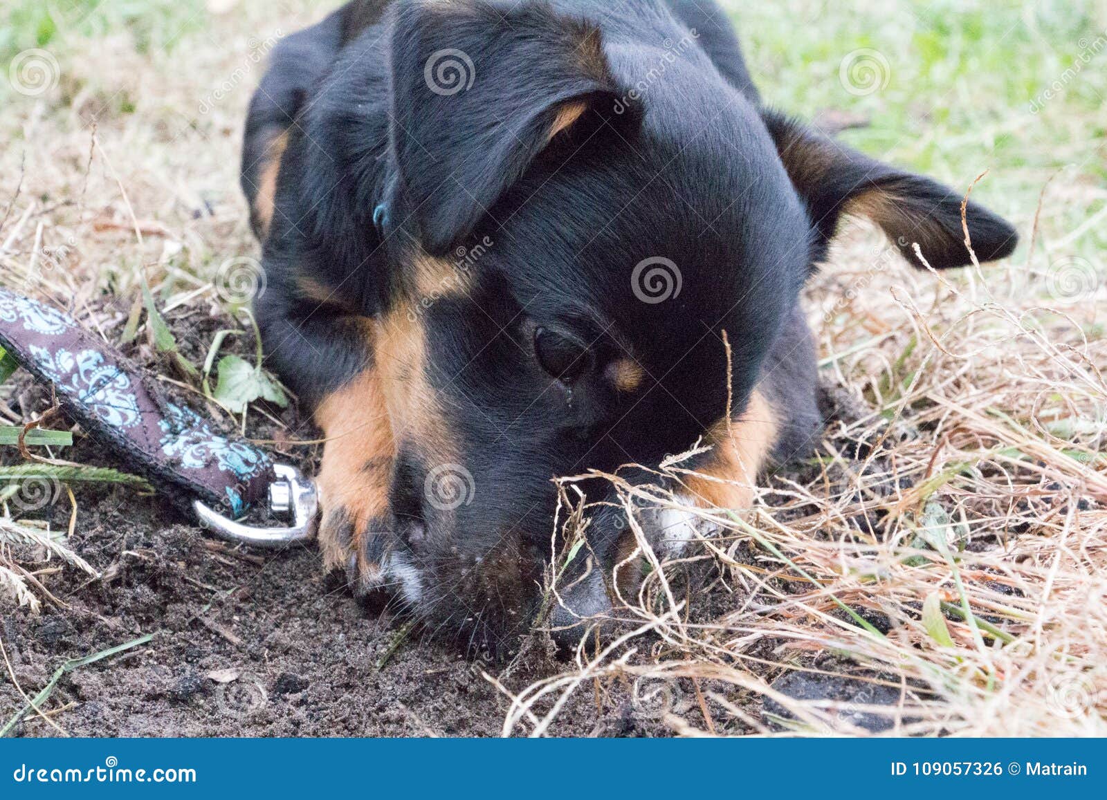 Dog digging soil stock photo. Image of bred, outside - 109057326