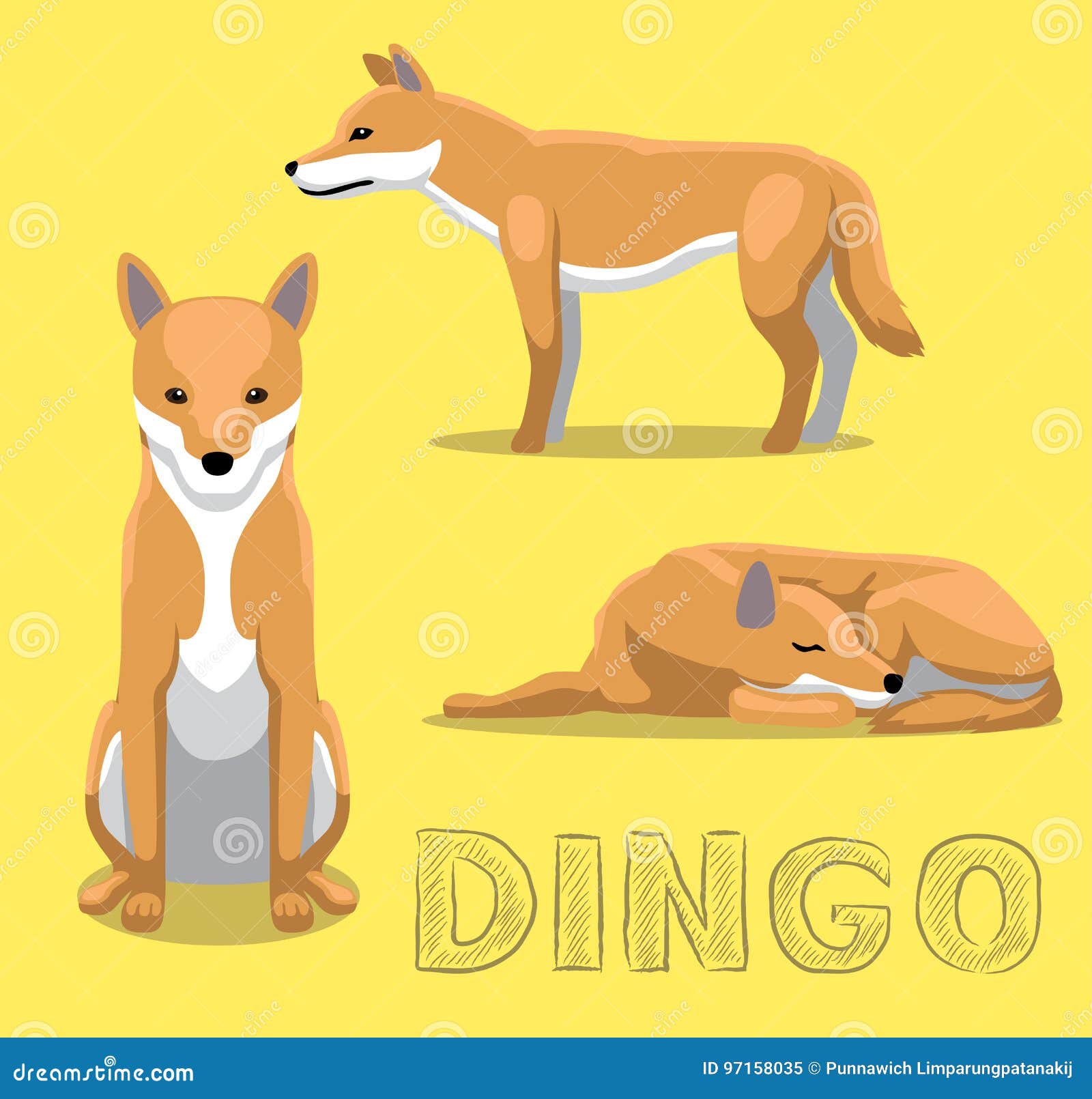 Dingo. Cartoon Character. Australian Dingo Dog. Zoo Illustration ...