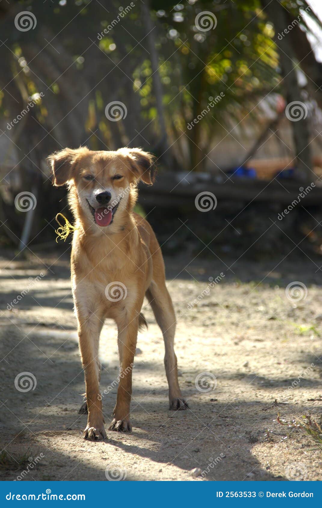 Dog in dirt road stock image. Image of stray, isolated - 2563533
