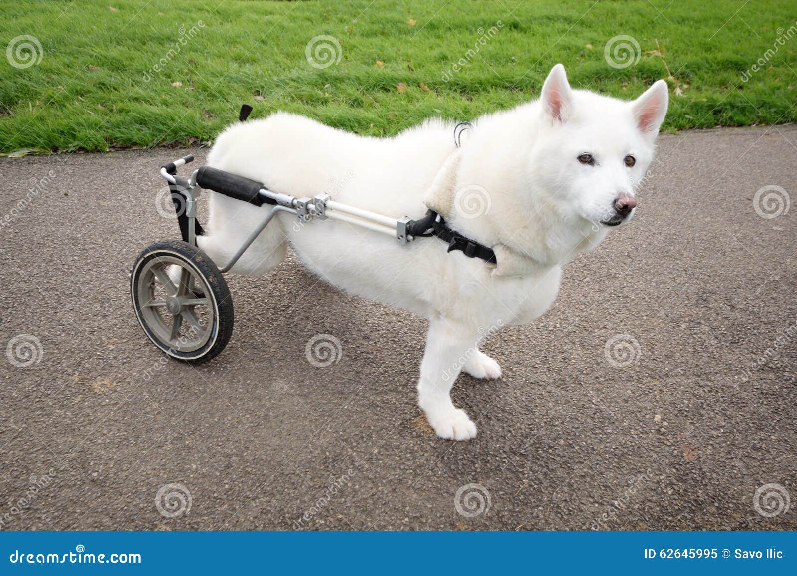 Dog stock image. Image of injured, white, help, health - 62645995