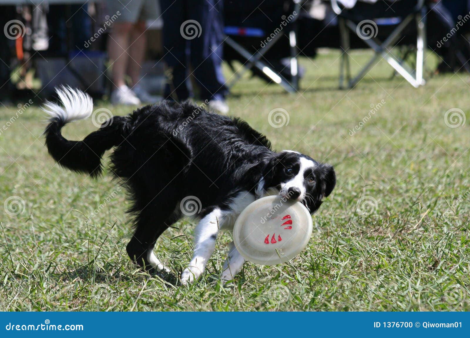 Dog and Disc stock photo. Image of collie, trained, play - 1376700