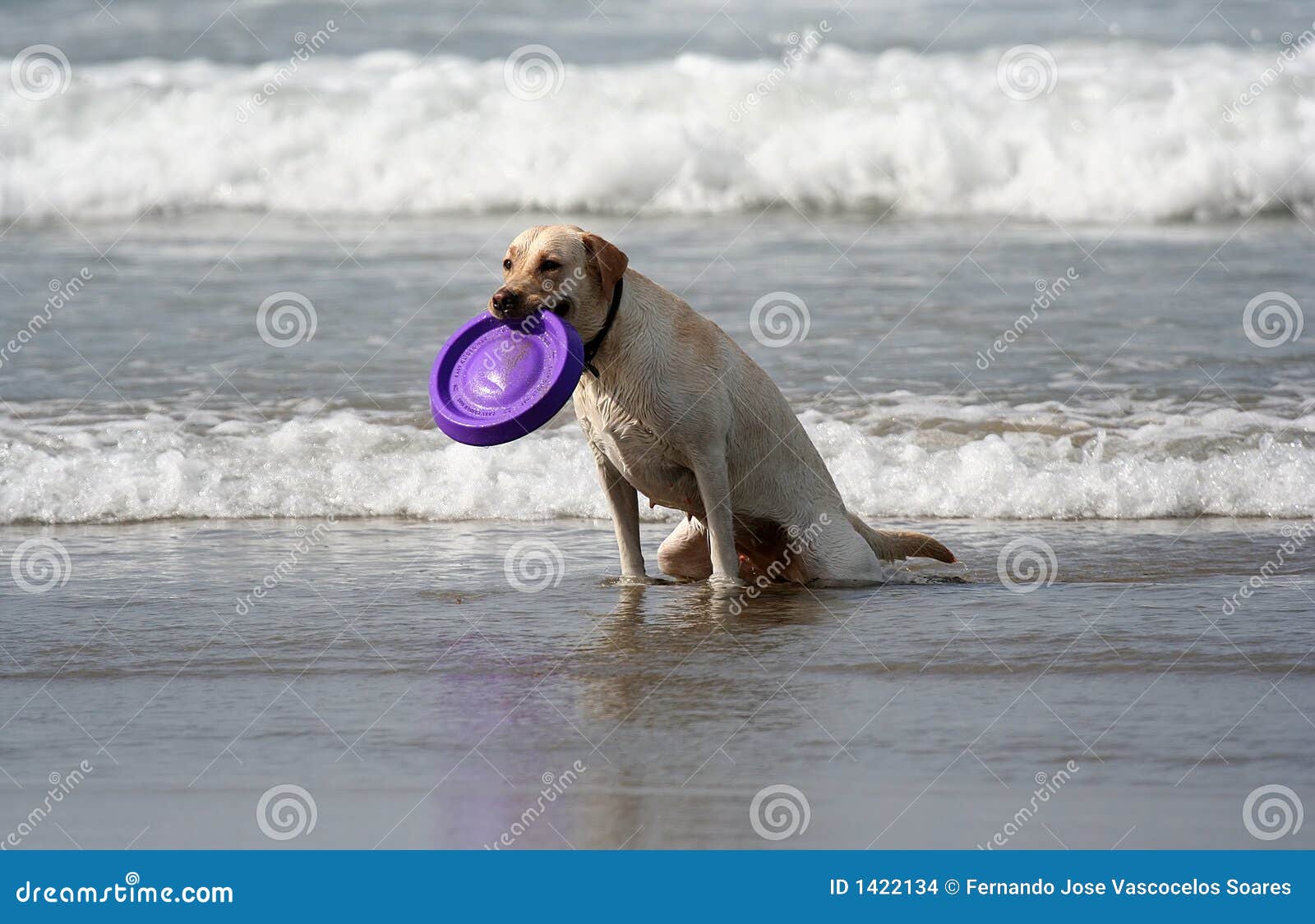 Dog with disc stock photo. Image of compete, silhouette - 1422134