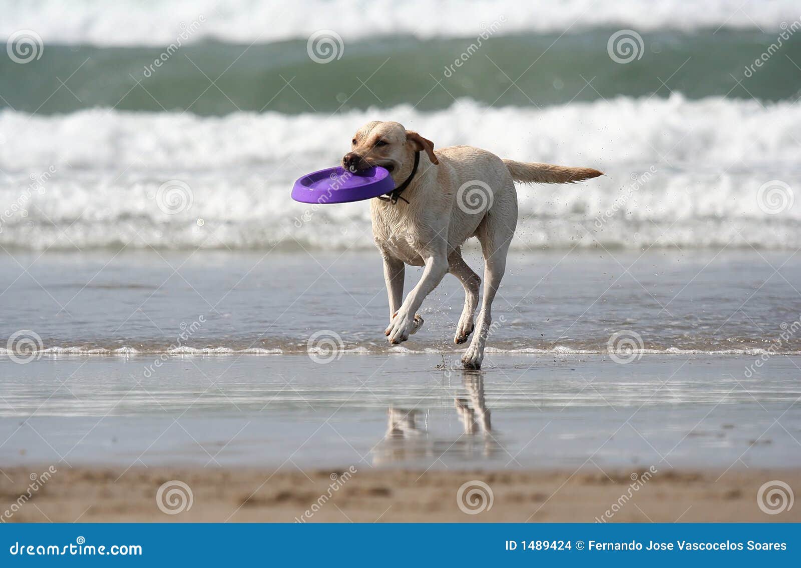 Dog with disc stock photo. Image of outdoors, active, friends - 1489424