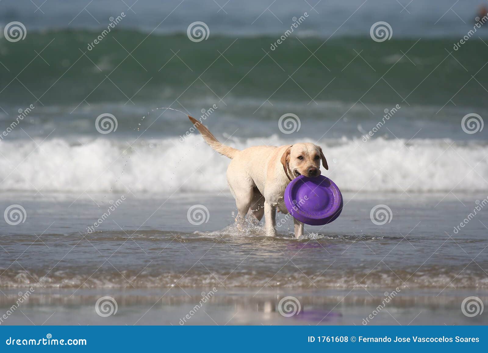 Dog with disc stock photo. Image of catch, friends, carefree - 1761608