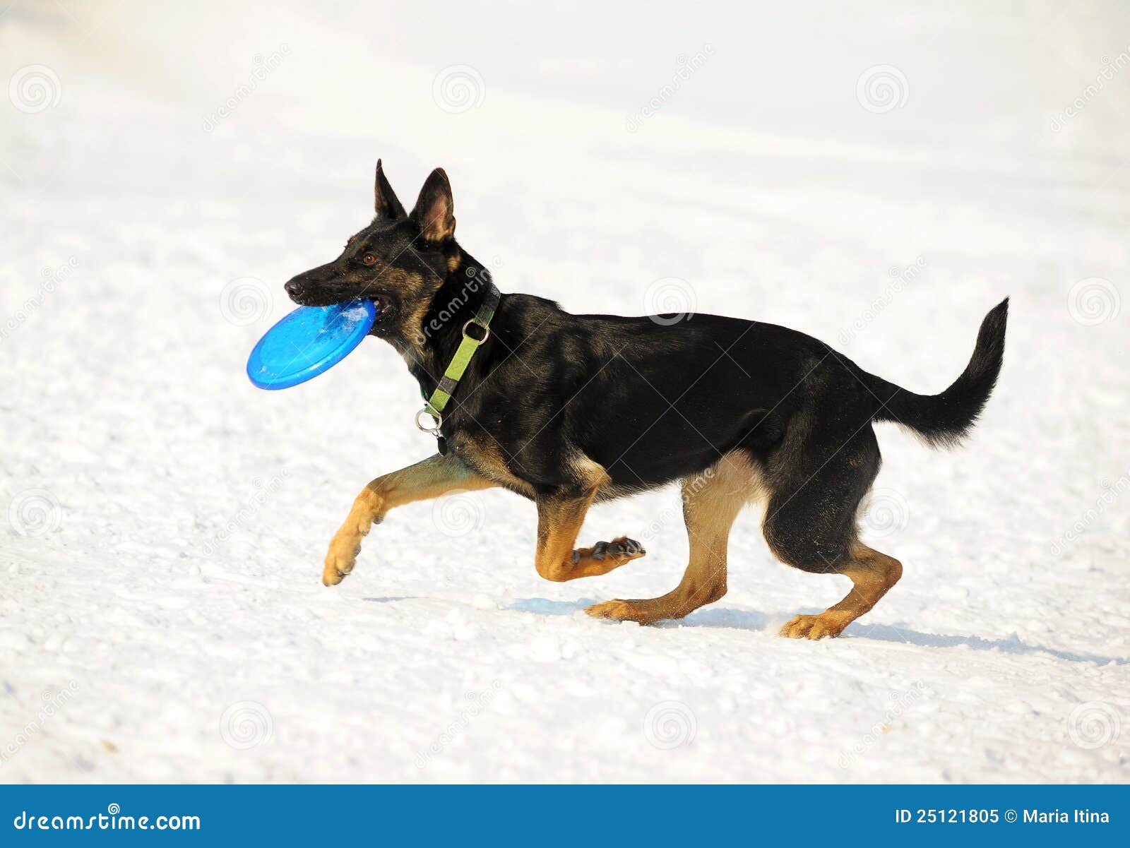 Dog with disk stock image. Image of energy, freedom, animal - 25121805