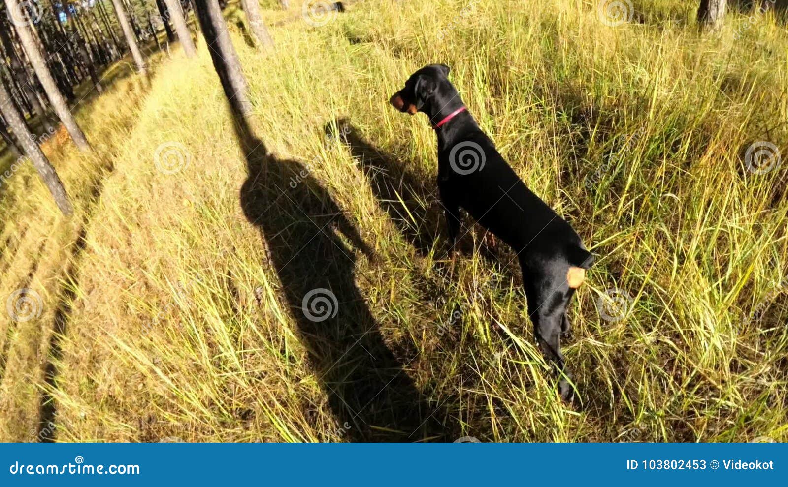 Dog Doberman See in a Deep Forest, a View the Back Stock Video - Video ...