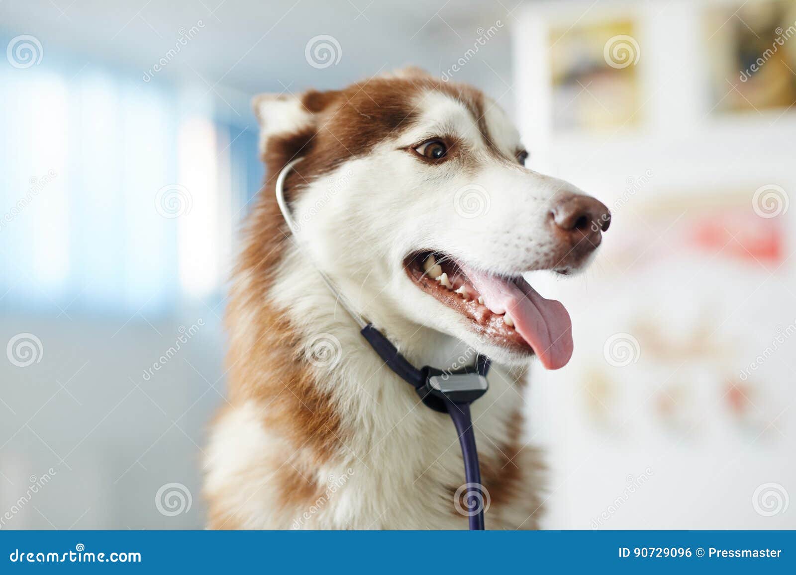 Dog doc stock photo. Image of muzzle, fluffy, mammal - 90729096