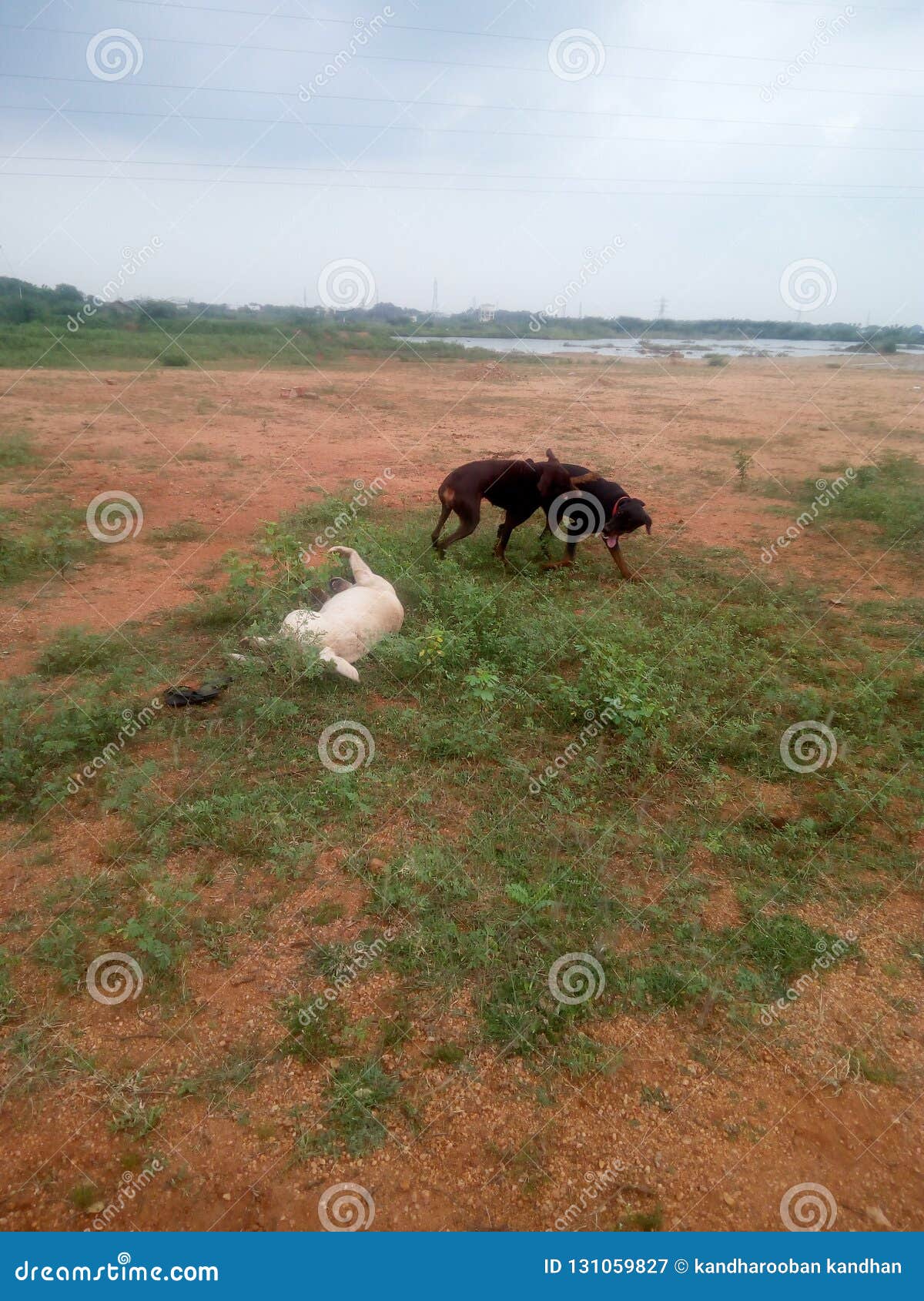 Furam Stock Photos - Free & Royalty-Free Stock Photos from Dreamstime