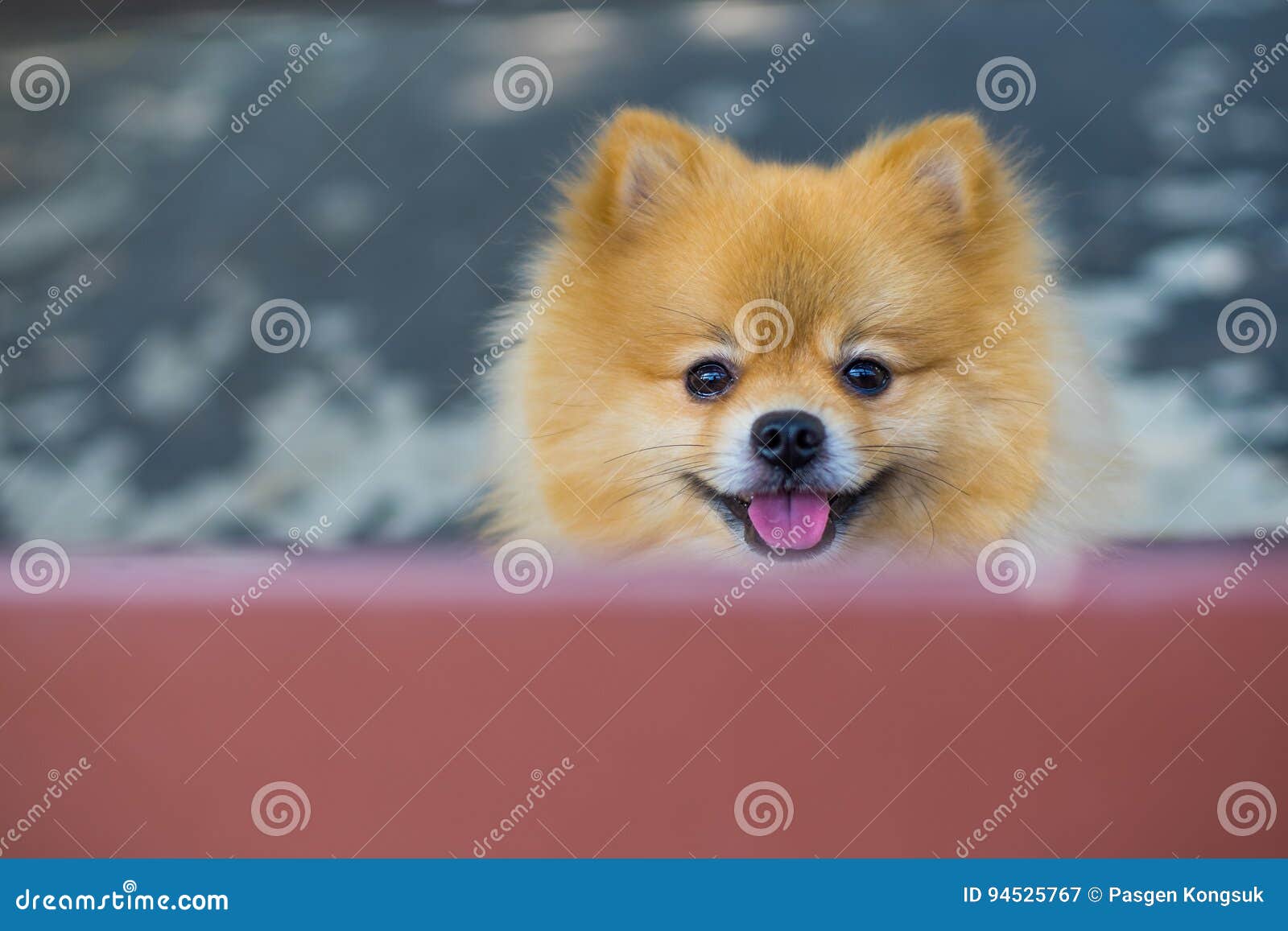 Dog / Dog Pomeranian Spitz Smiling Stock Image - Image of camera, puppy ...