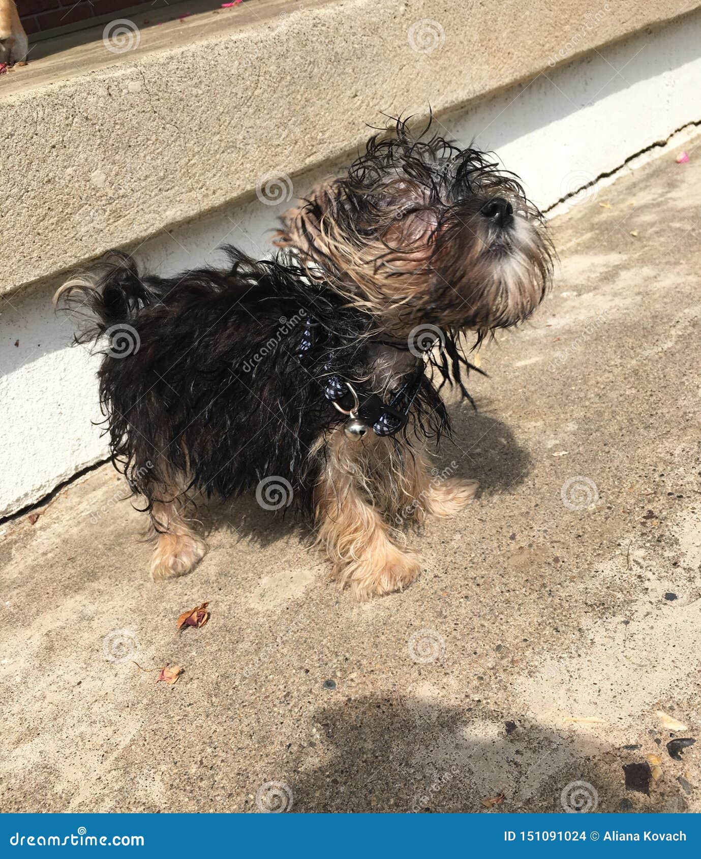 Dog stock photo. Image of small, water, shaking - 151091024