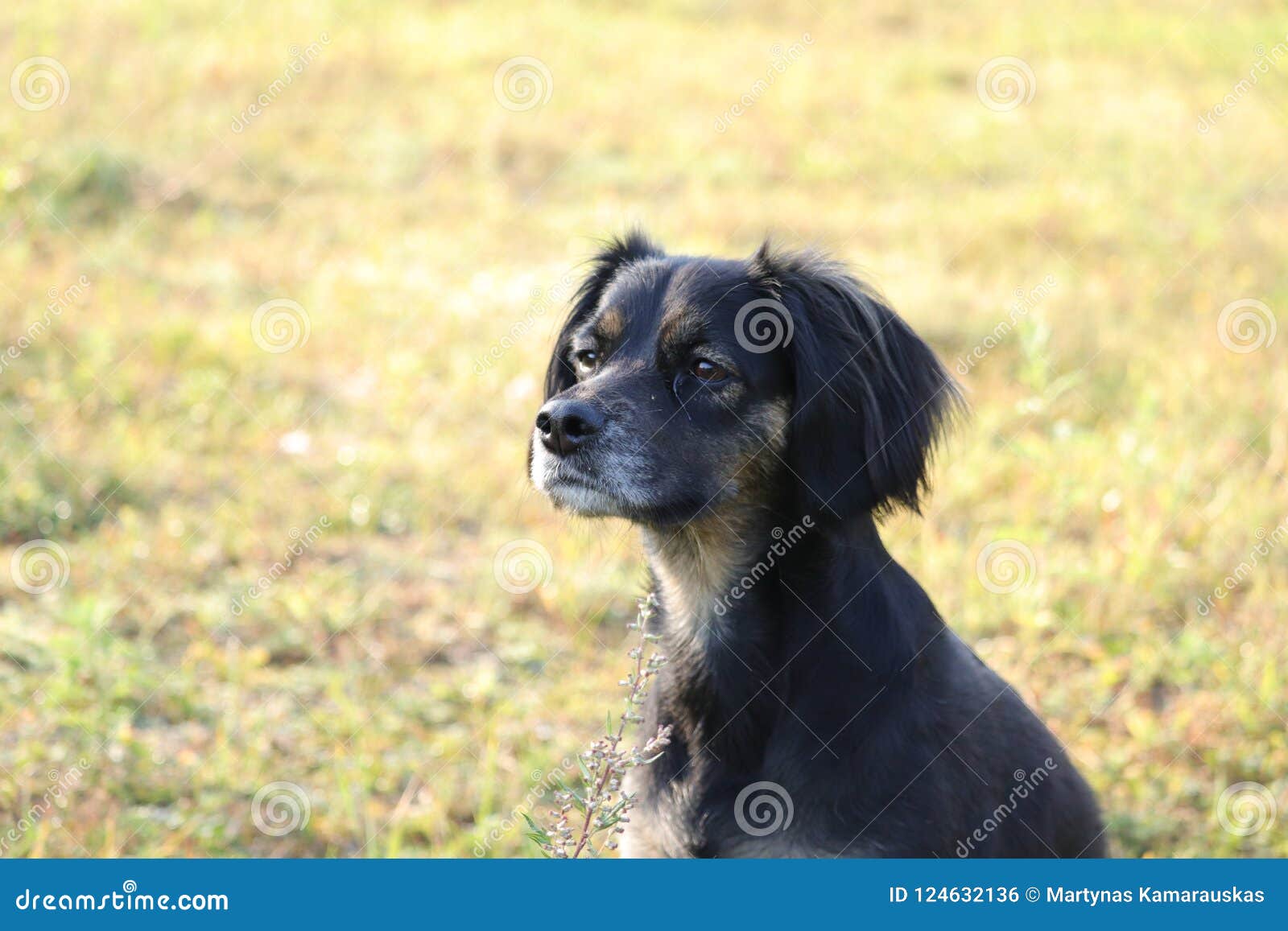 Dog stock photo. Image of staring, closeup, black, portrait - 124632136
