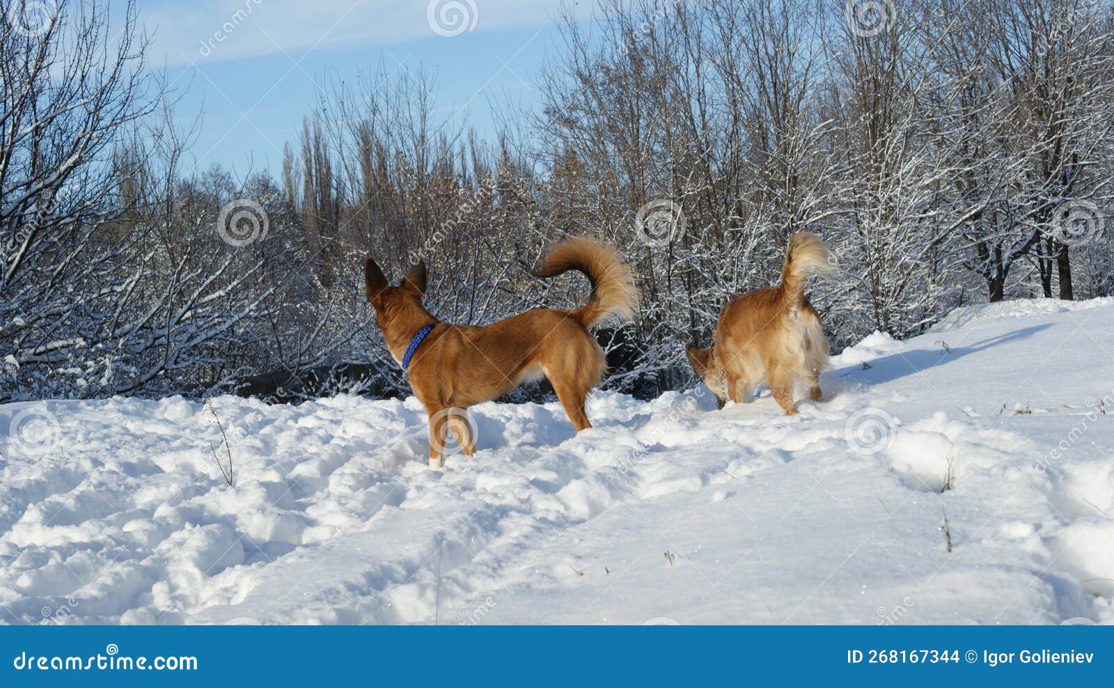 Dogs in the Winter among the Snow Stock Photo - Image of animals, dingo ...