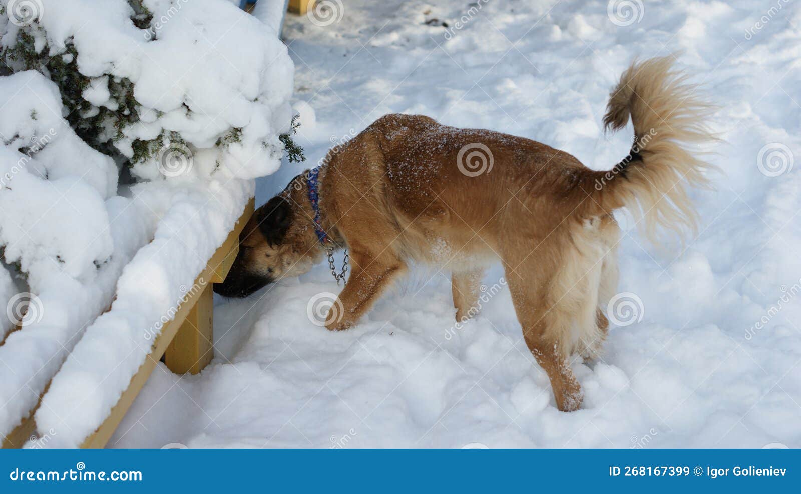 Dogs in the Winter among the Snow Stock Image - Image of nature, animal ...