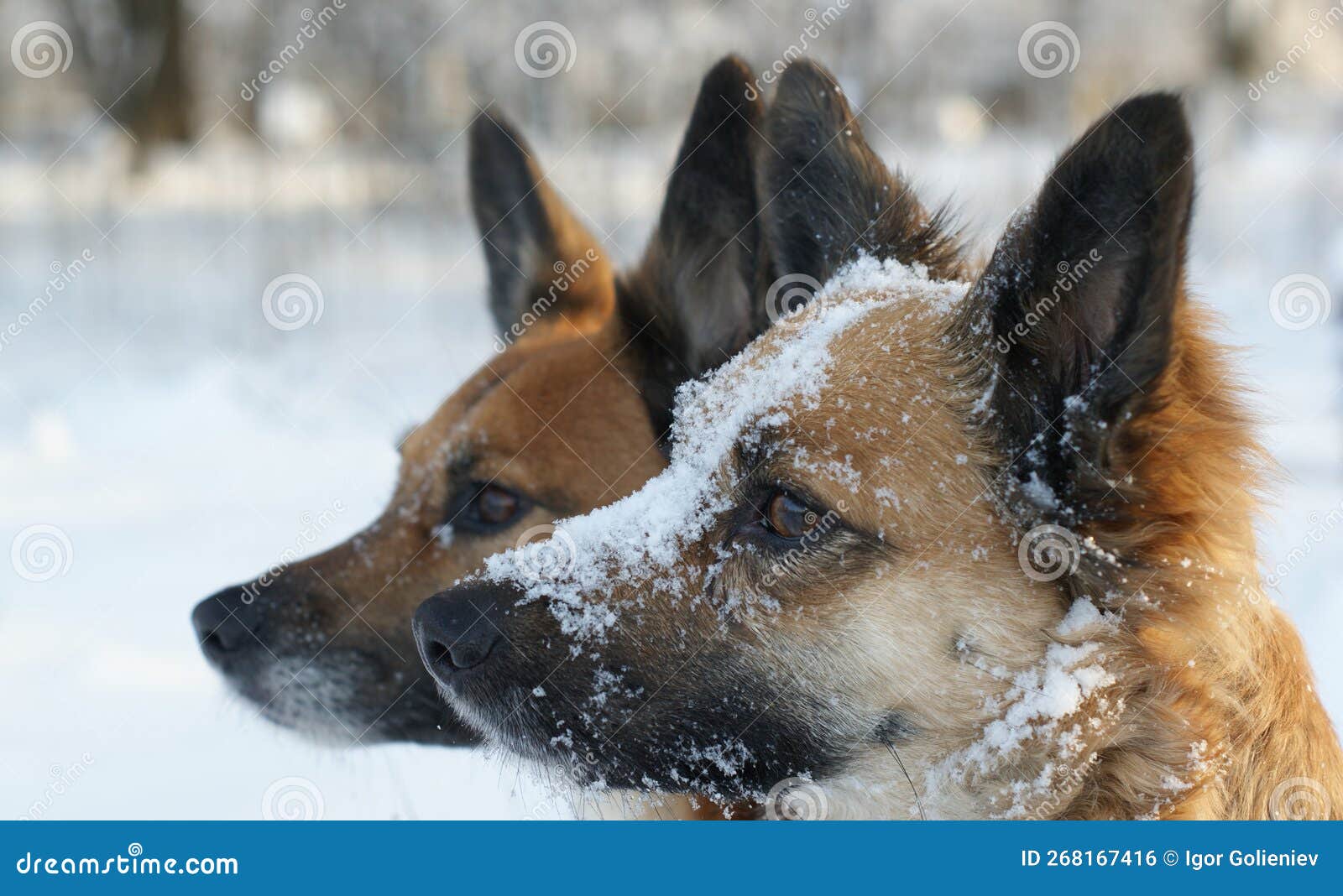 Dogs in the Winter among the Snow Stock Photo - Image of dingo, native ...