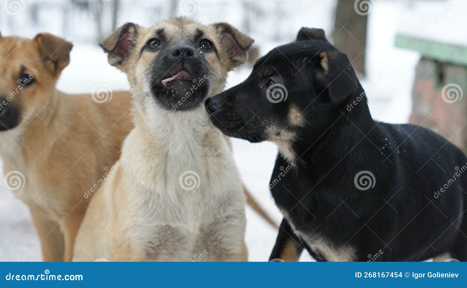 Dogs in the Winter among the Snow Stock Photo - Image of wild, predator ...