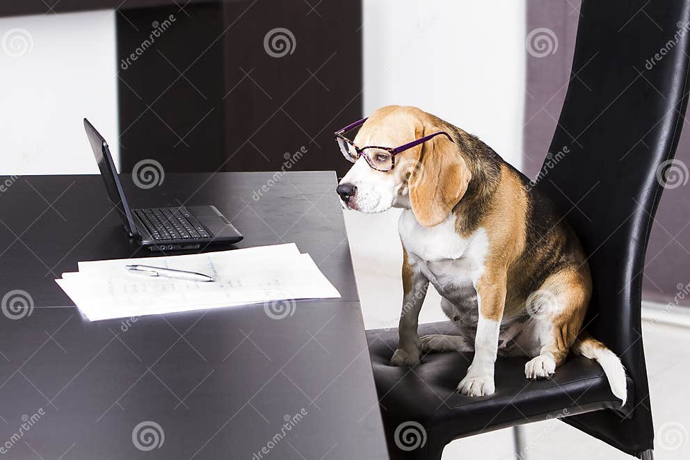 Dog-doing-the-homework stock photo. Image of intelligent - 31991404