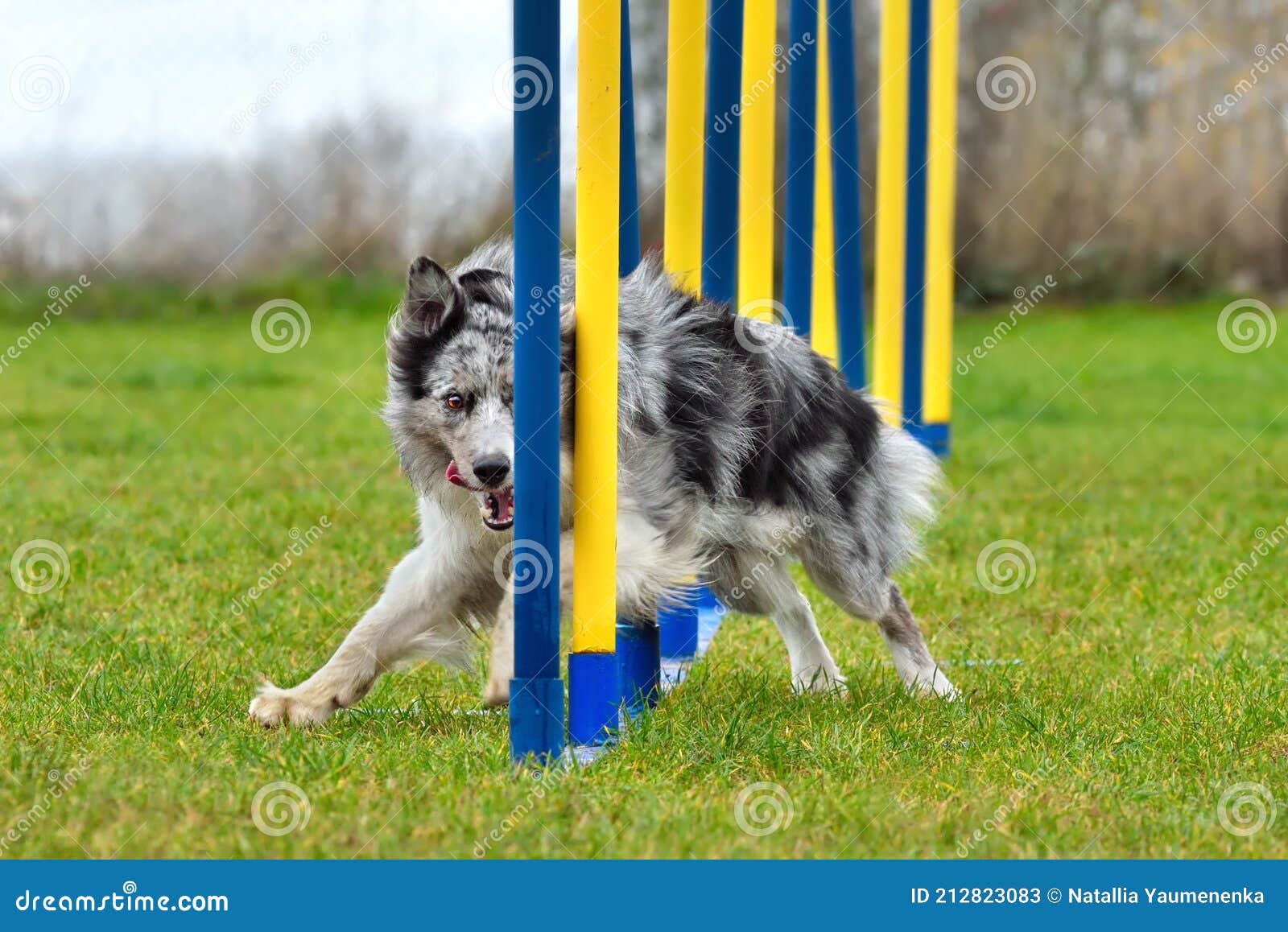 How To Train Border Collie Agility