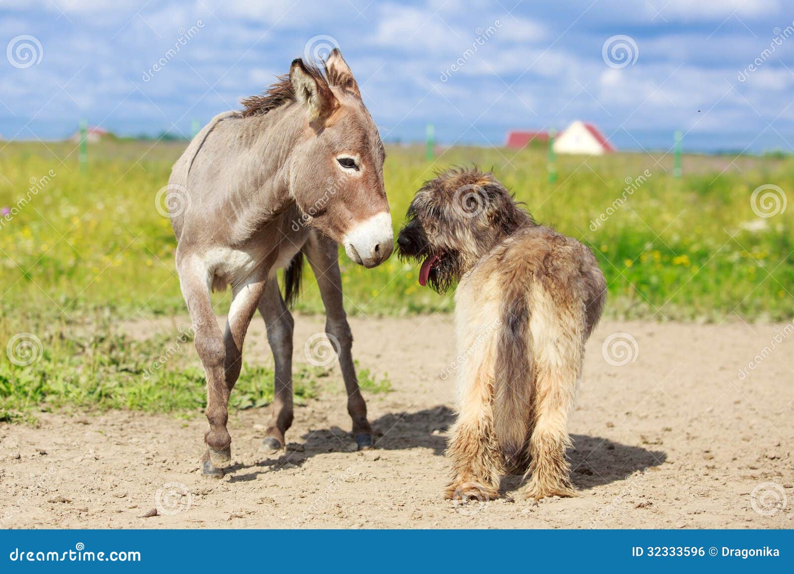 Dog and Donkey stock photo. Image of summer, eared, briard - 32333596