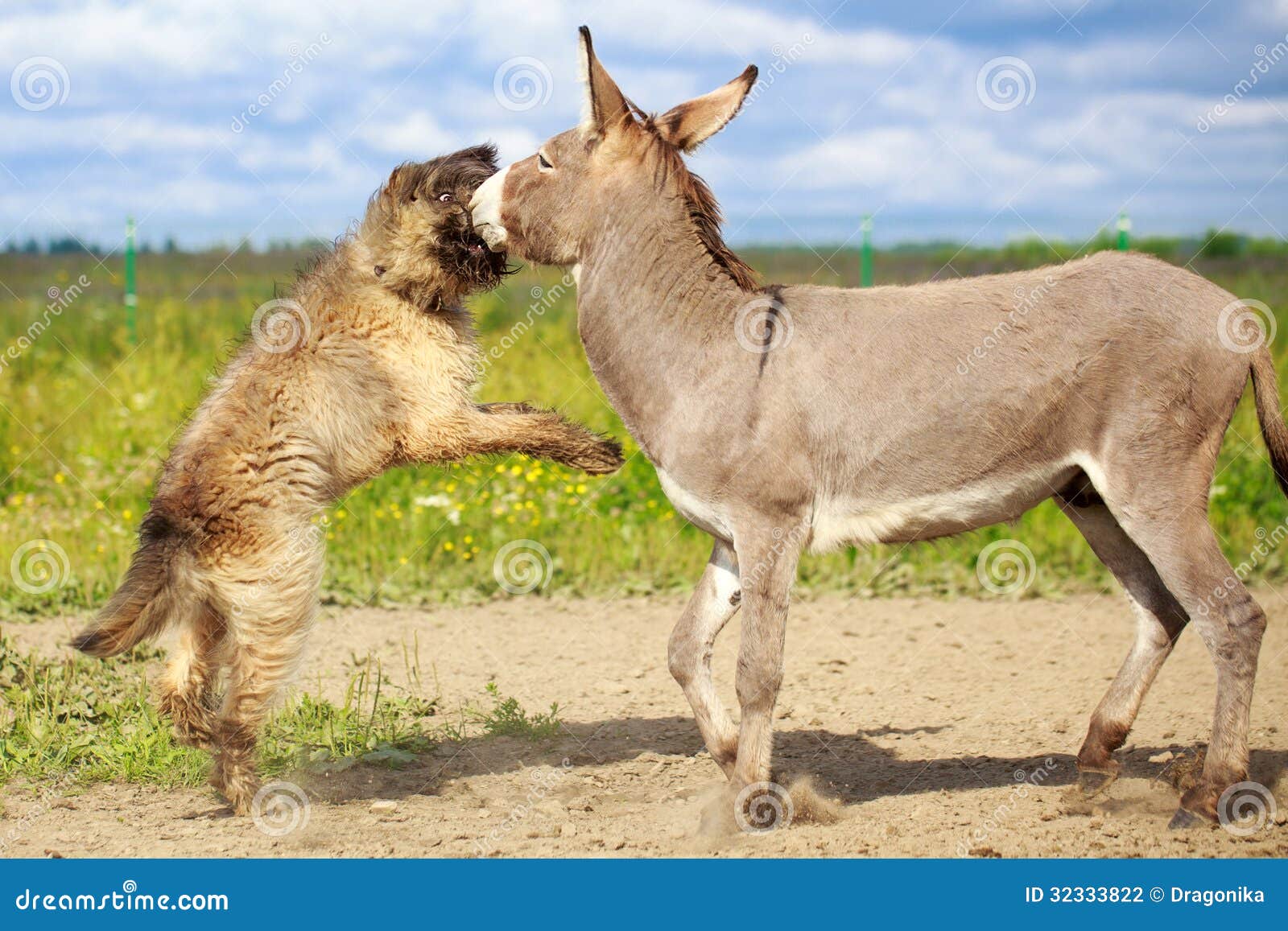 Dog and Donkey stock photo. Image of animal, nature, small - 32333822