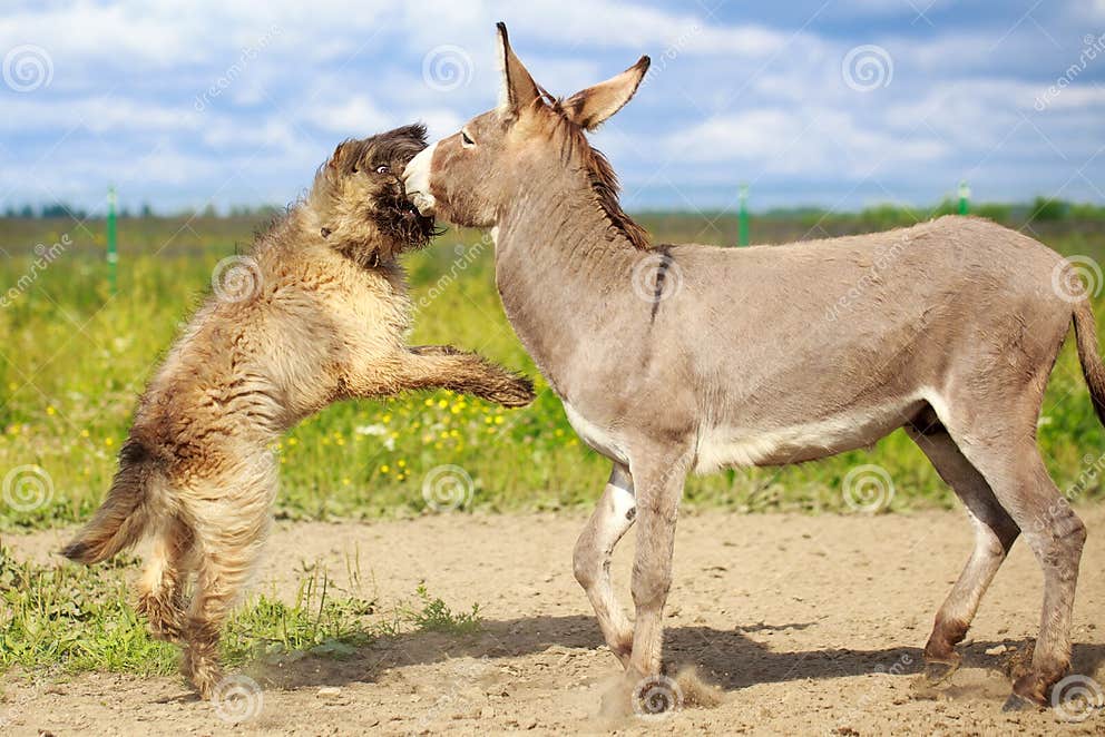 Dog and Donkey stock photo. Image of animal, nature, small - 32333822