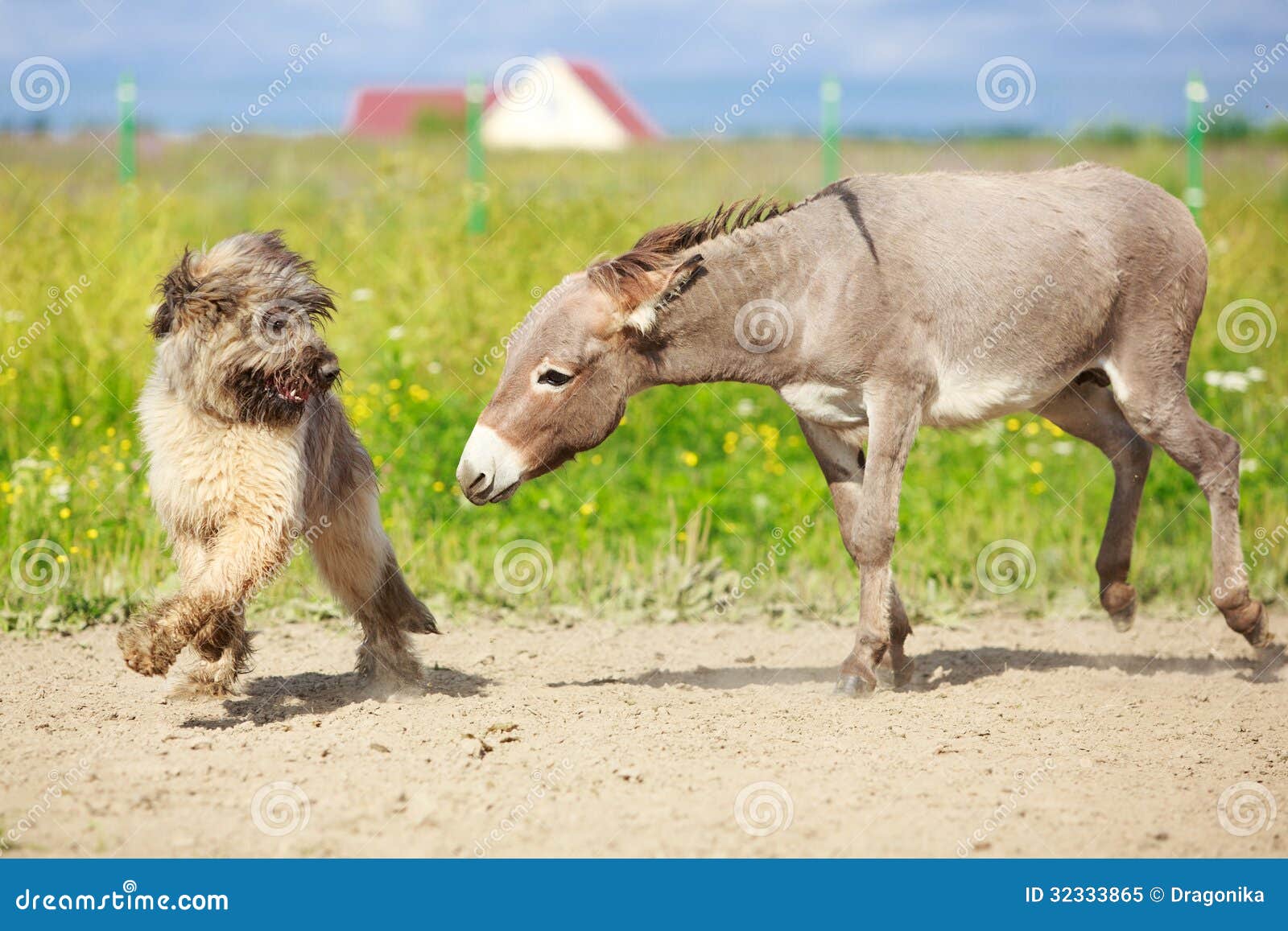 Dog and Donkey stock image. Image of puppy, donkey, small - 32333865
