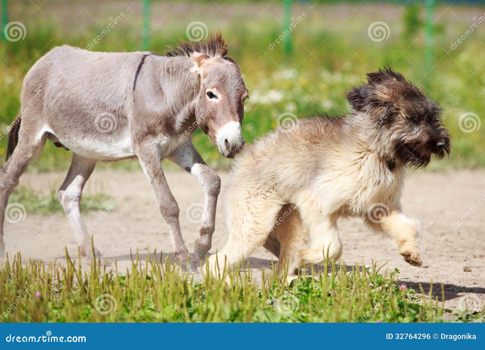 Dog and Donkey stock photo. Image of nature, small, fluff - 32764296