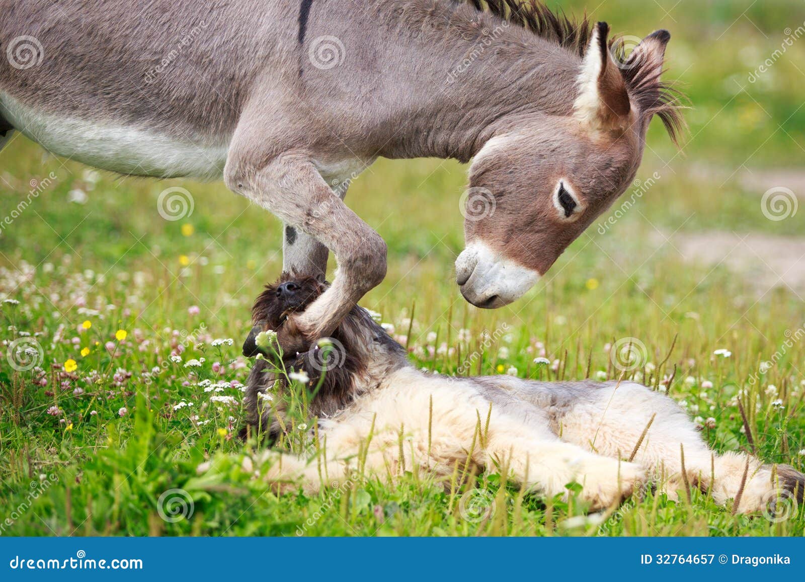 Dog and Donkey stock image. Image of briard, donkey, summer - 32764657
