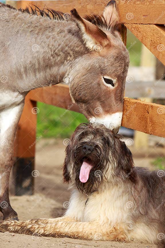 Dog and Donkey stock photo. Image of summer, field, fluff - 34955178