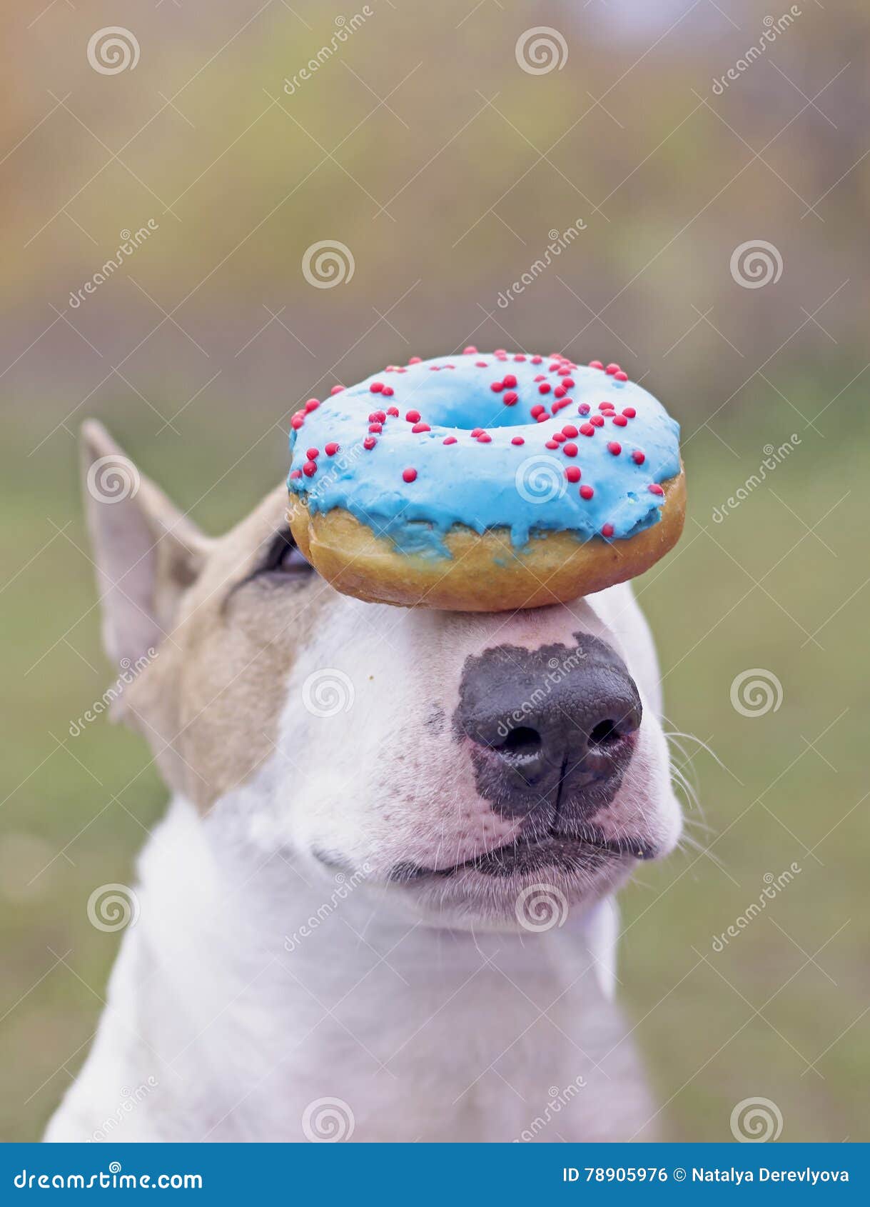 Dog, donut stock photo. Image of delicious, bullterrier - 78905976