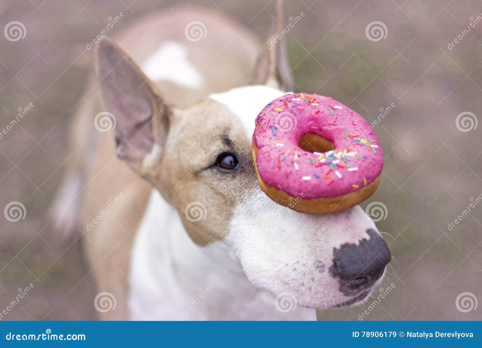 Dog, donut stock image. Image of delicious, food, excerpt - 78906179