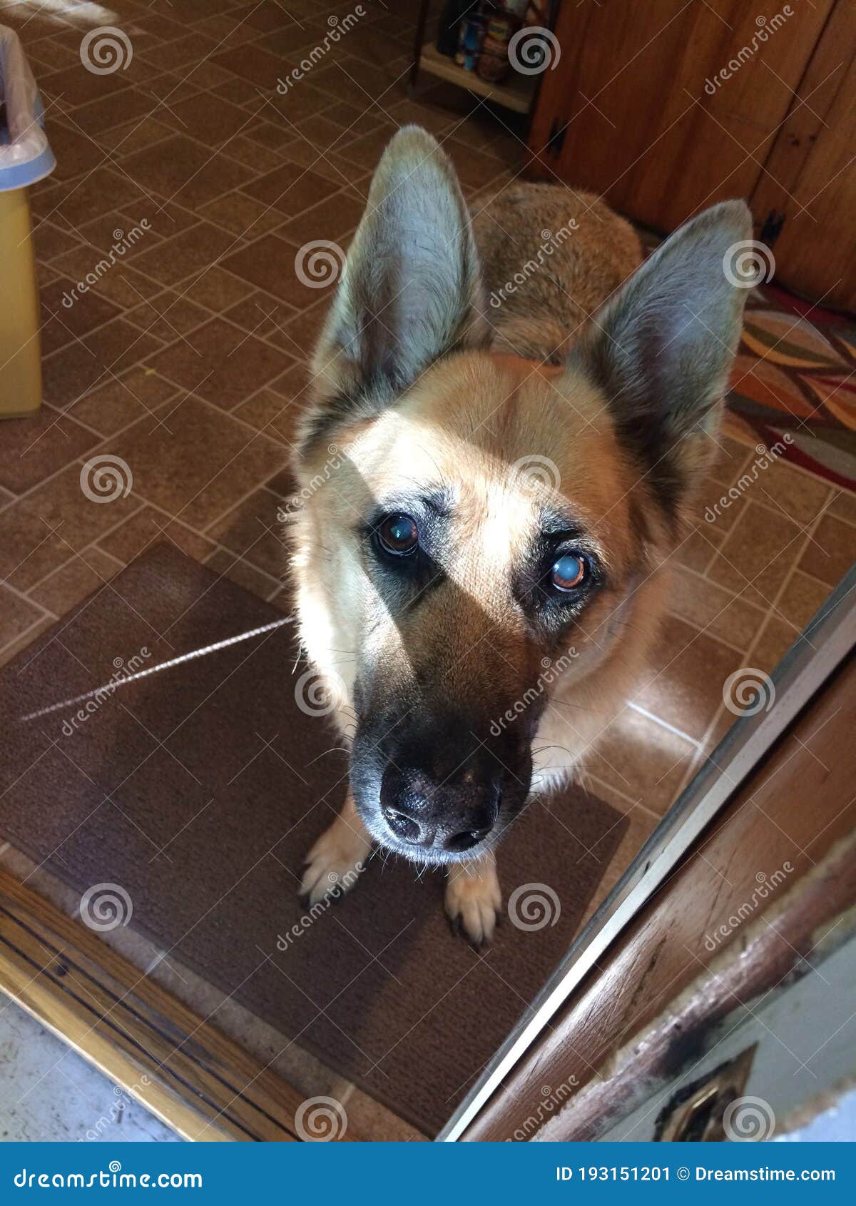 Dog in a doorway stock image. Image of sunlight, looking - 193151201