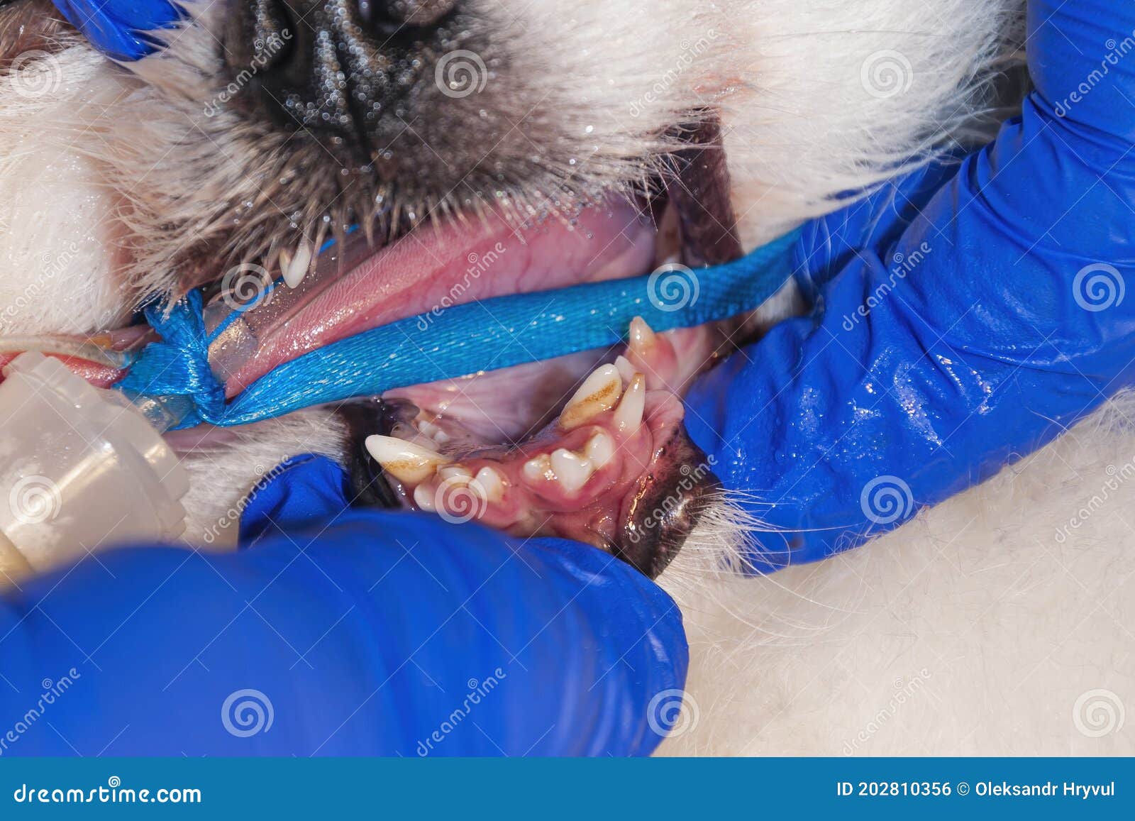 Dog with Double Fangs. Eruption of Permanent Teeth Stock Photo - Image ...
