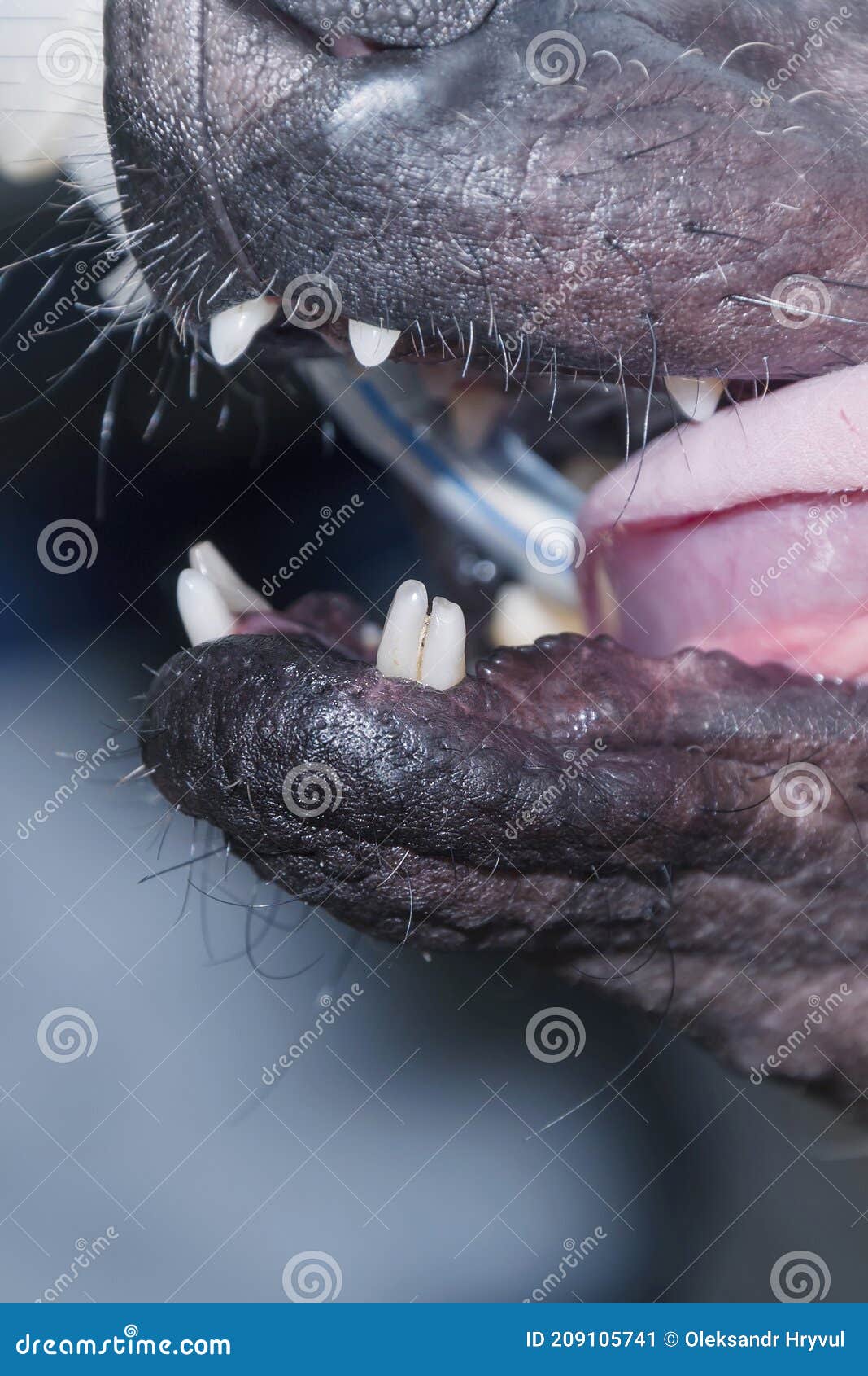 Dog with Double Fangs. Permanent and Temporary Teeth at the Same Time ...