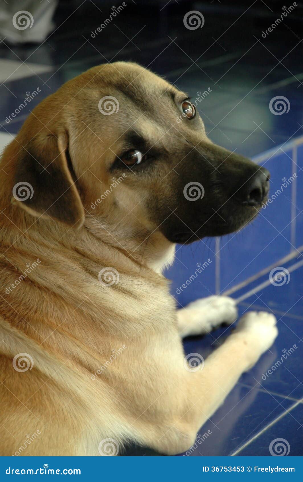 Dog in Doubt stock image. Image of ideas, animal, gazing - 36753453