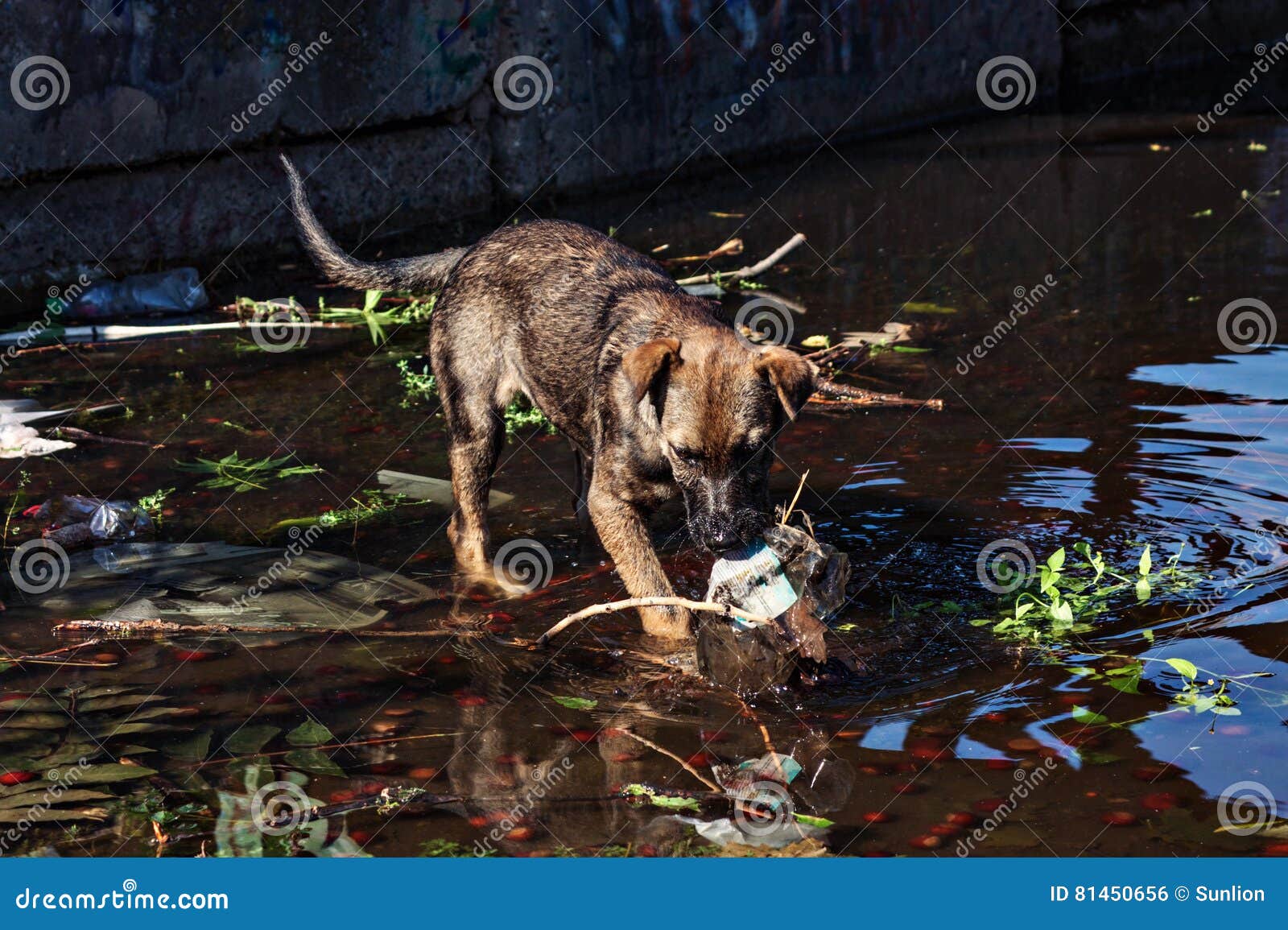 Dog Dragging a Garbage Out of the Water Stock Photo - Image of small ...