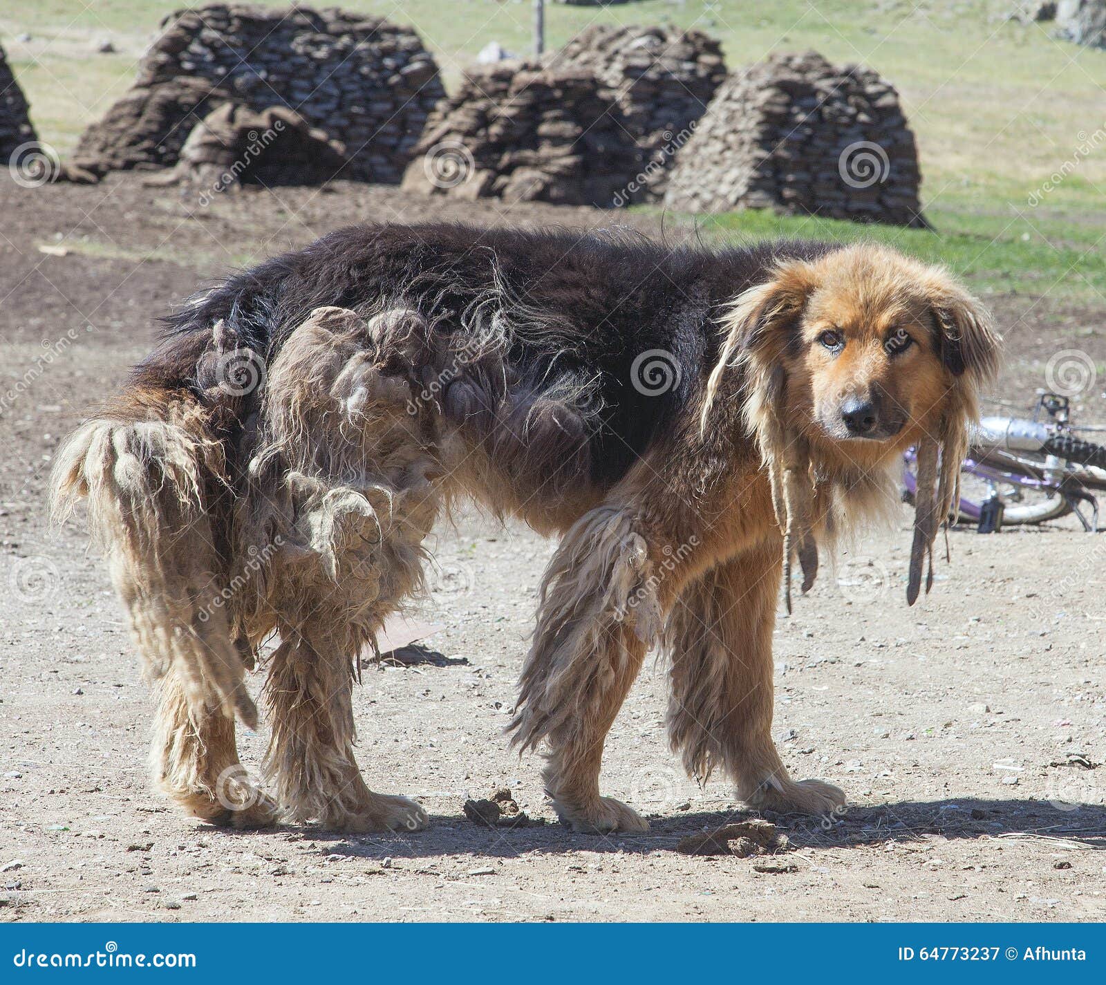 Dog with dreadlocks stock image. Image of sheep, asian - 64773237