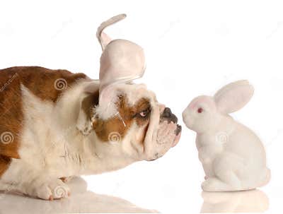 Dog Dressed As Easter Bunny Stock Image - Image of bulldog, adore: 7129879