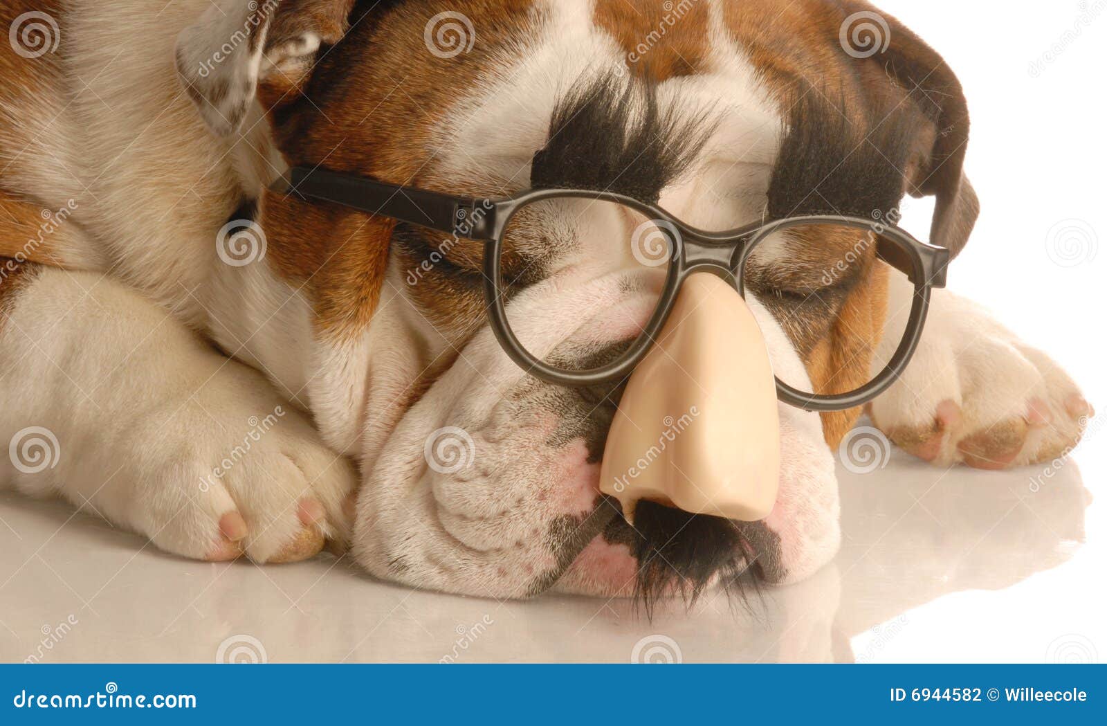 Dog Dressed As Groucho Marx Stock Photo - Image of bull, friend: 6944582