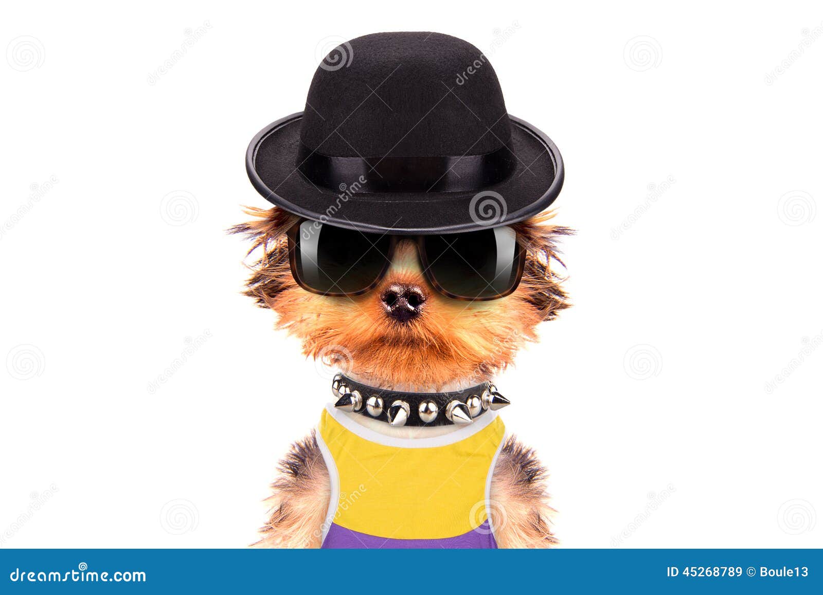 Dog Dressed As Mafia Gangster With Banner Royalty-Free Stock Image ...