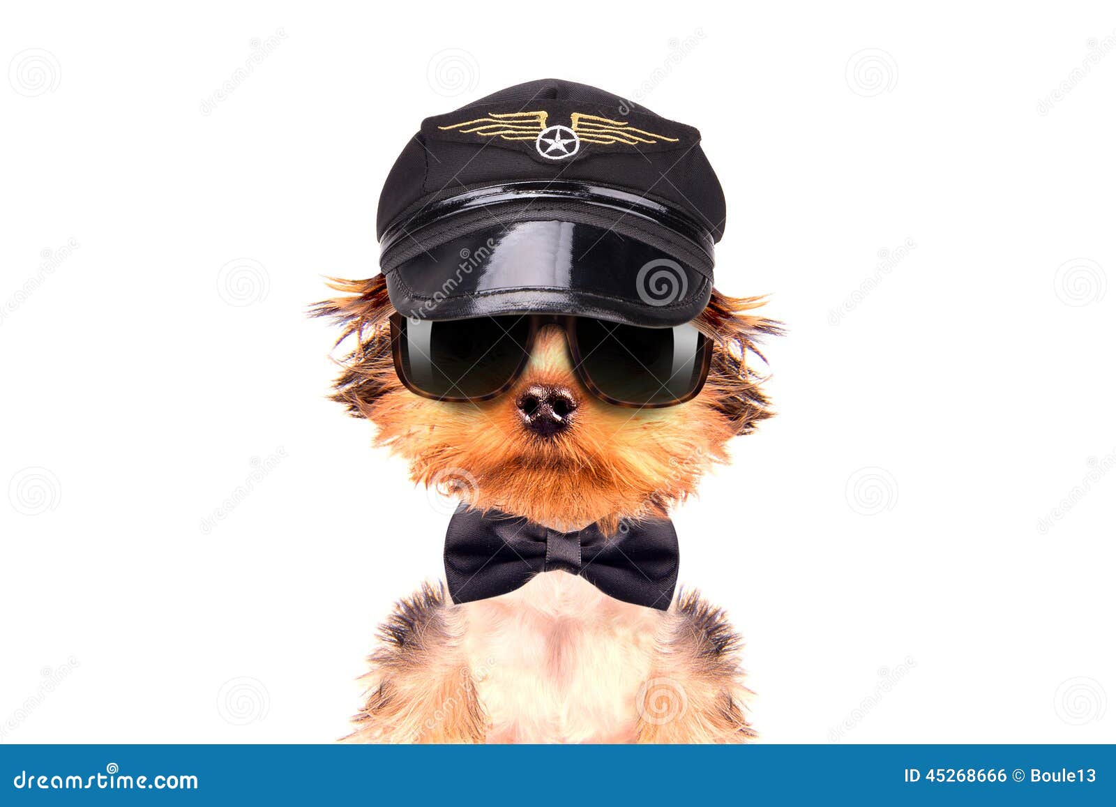 Dog dressed as pilot stock photo. Image of airplane, departure - 45268666